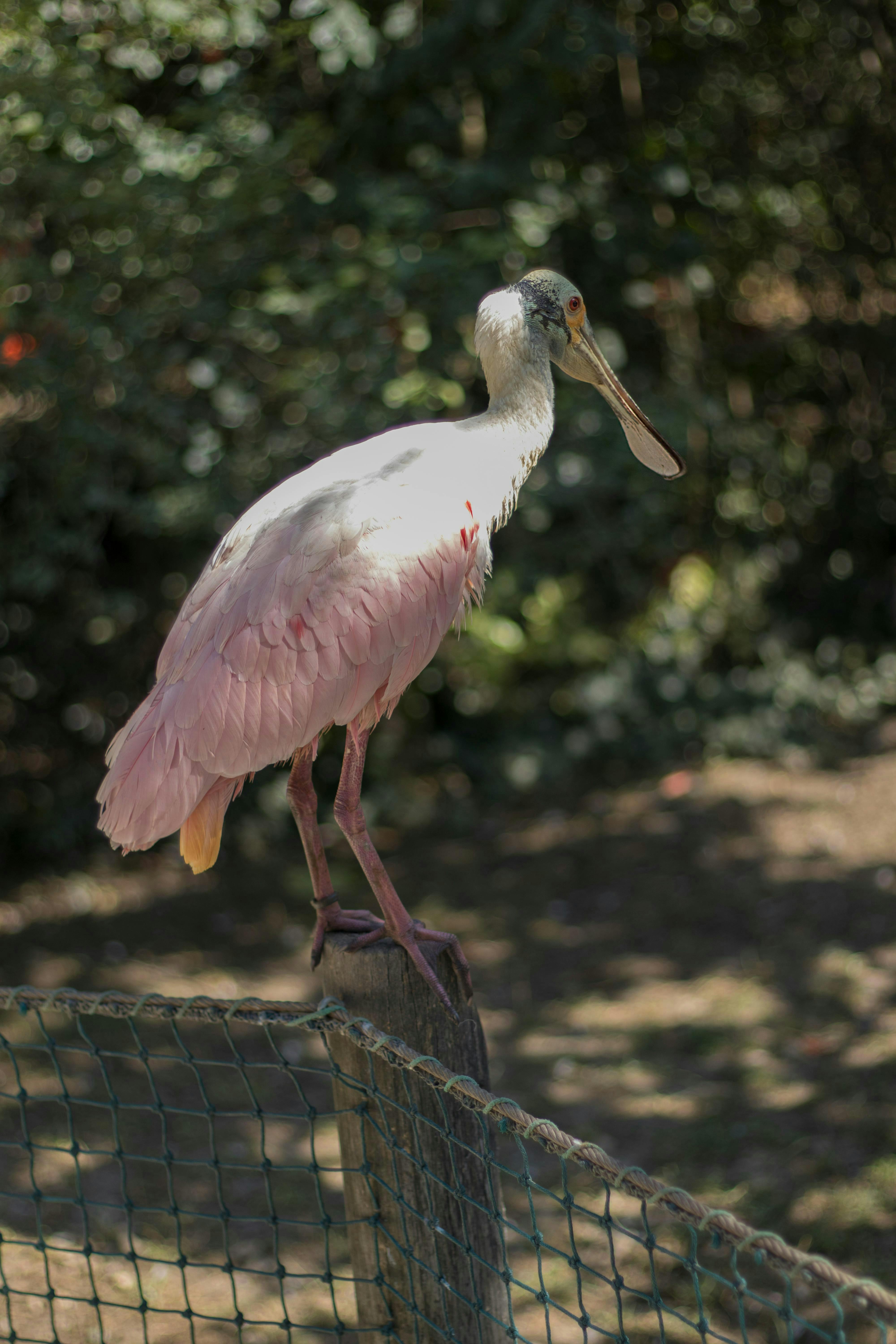 Roseate Spoonbill Perched in Sunlit Habitat · Free Stock Photo