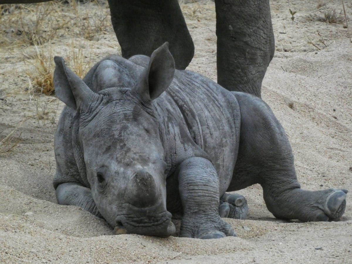 Debate: Should Animals Be Kept in Captivity or Wild Freedom?