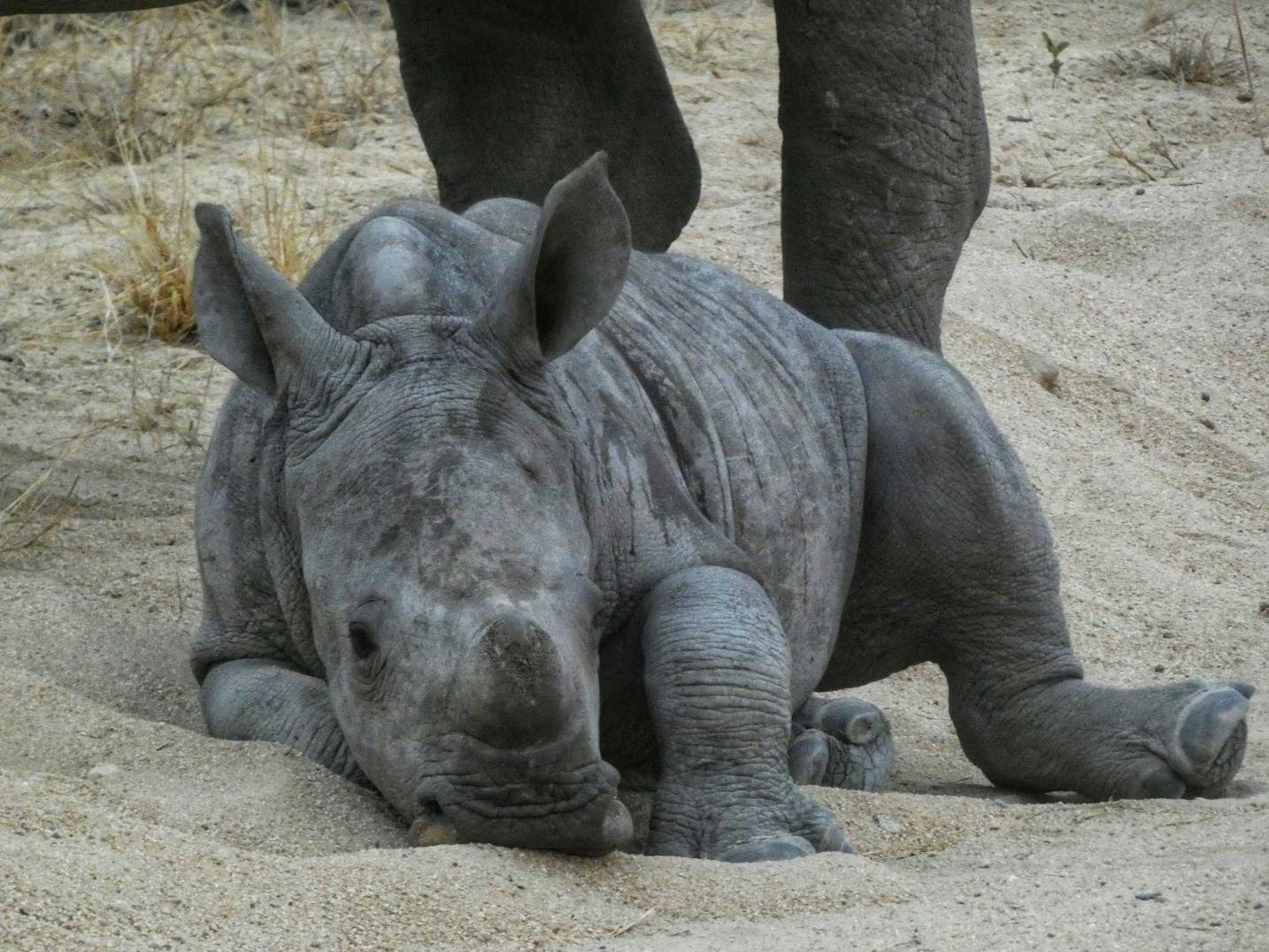 Exploring Pros and Cons of Keeping Animals in Captivity