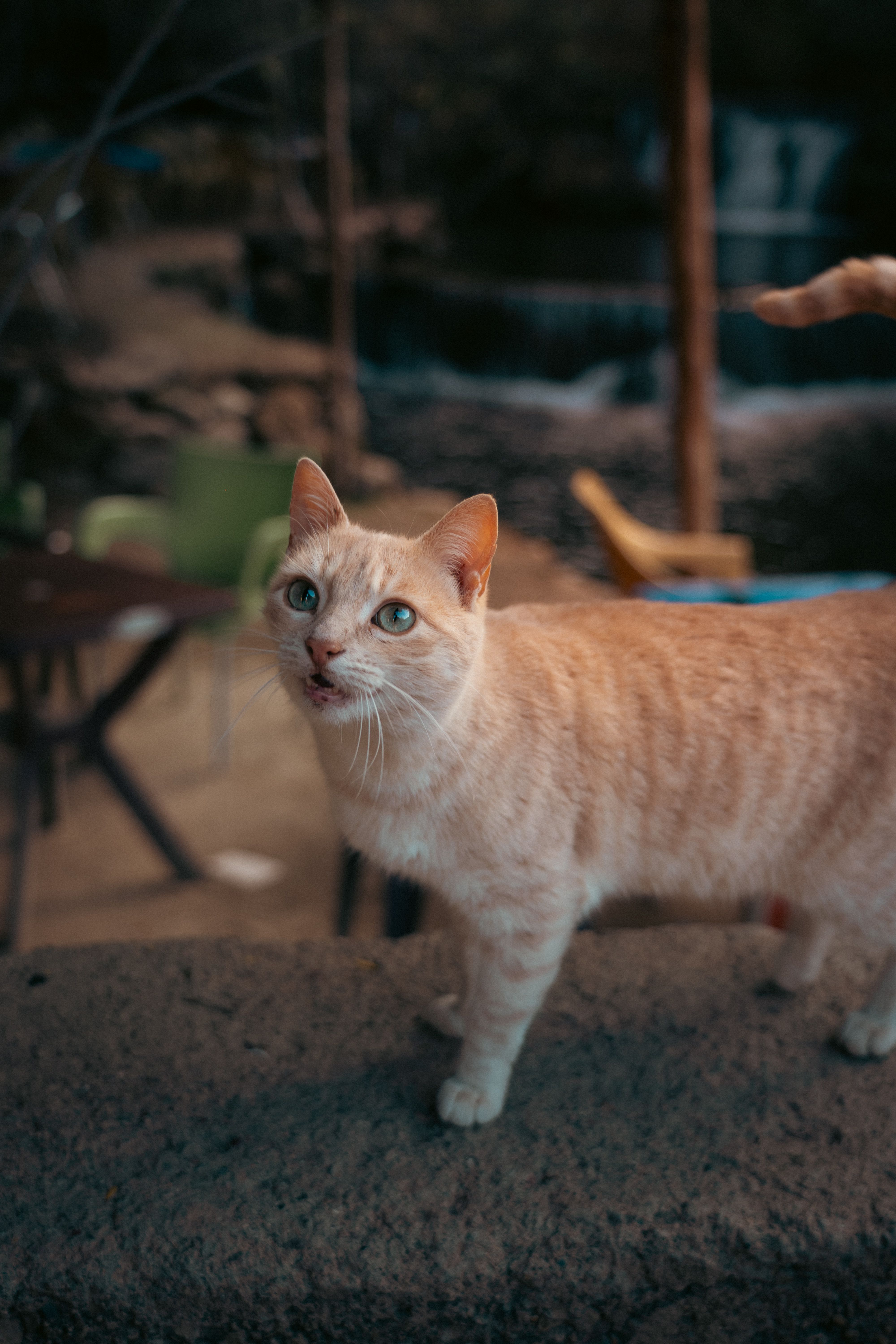 Skooch Cat Photos, Download The BEST Free Skooch Cat Stock Photos & HD ...
