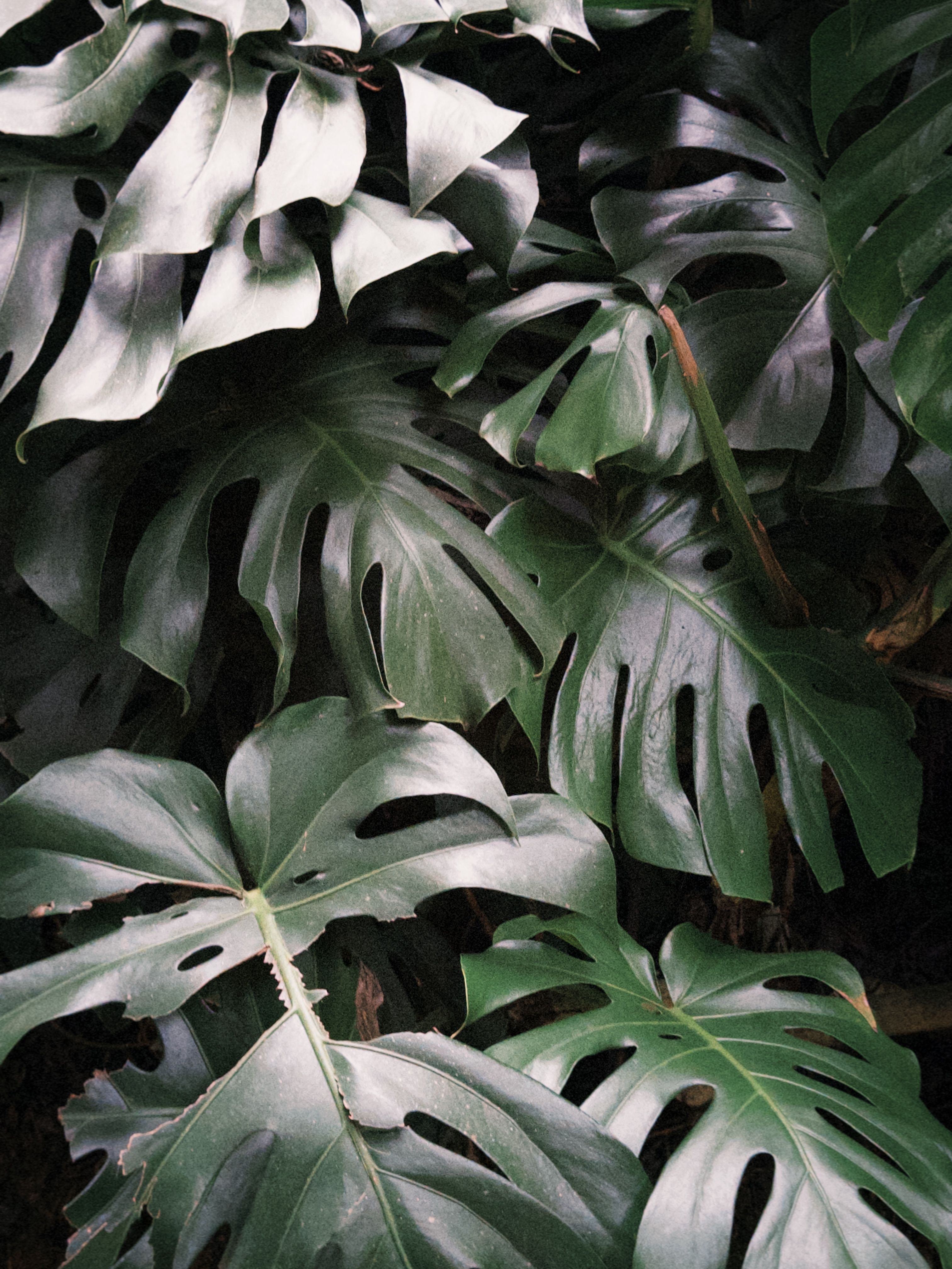 Tropical Monstera Leaves in Natural Setting · Free Stock Photo