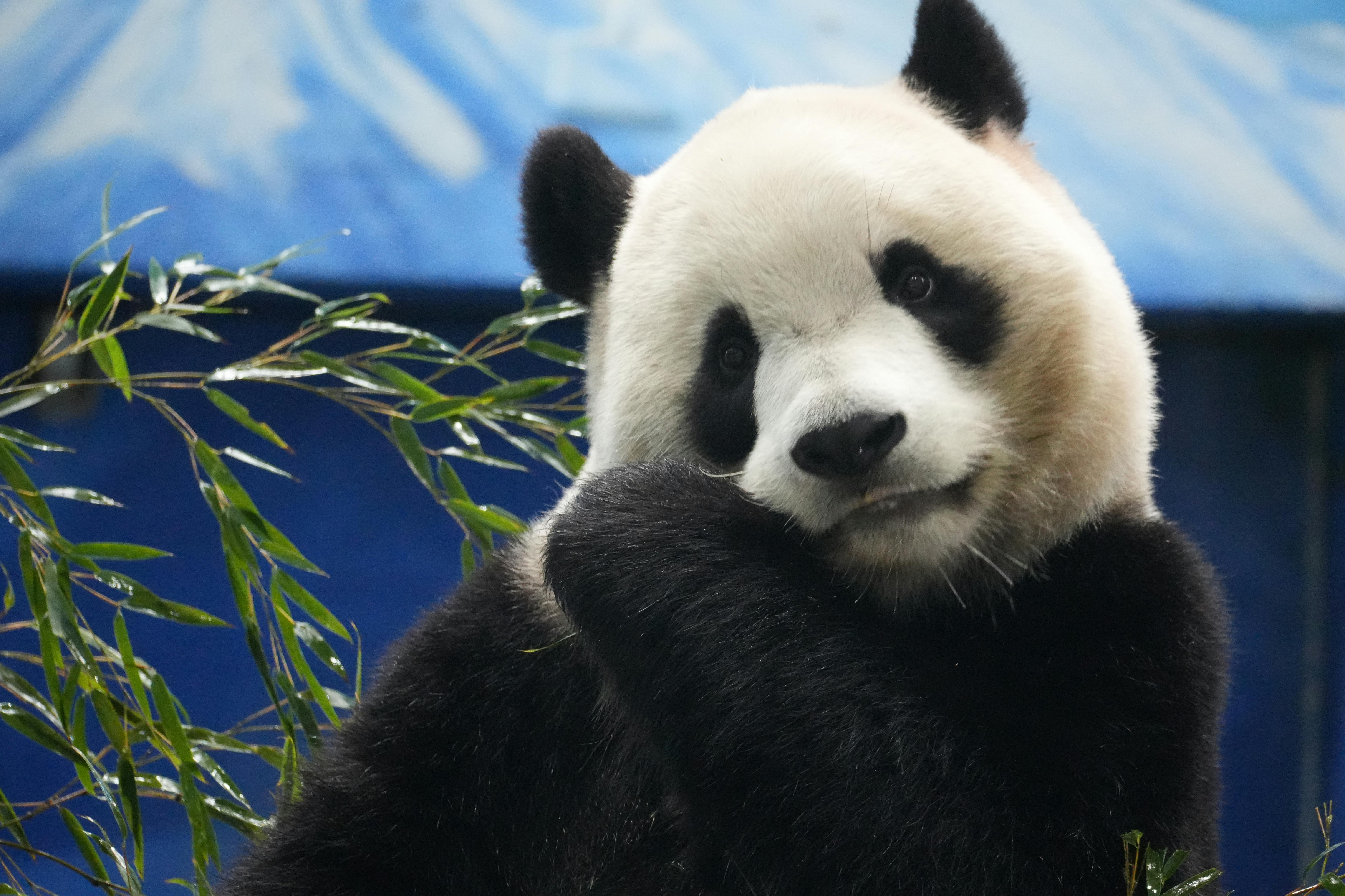 Adorable Giant Panda Among Bamboo Leaves · Free Stock Photo