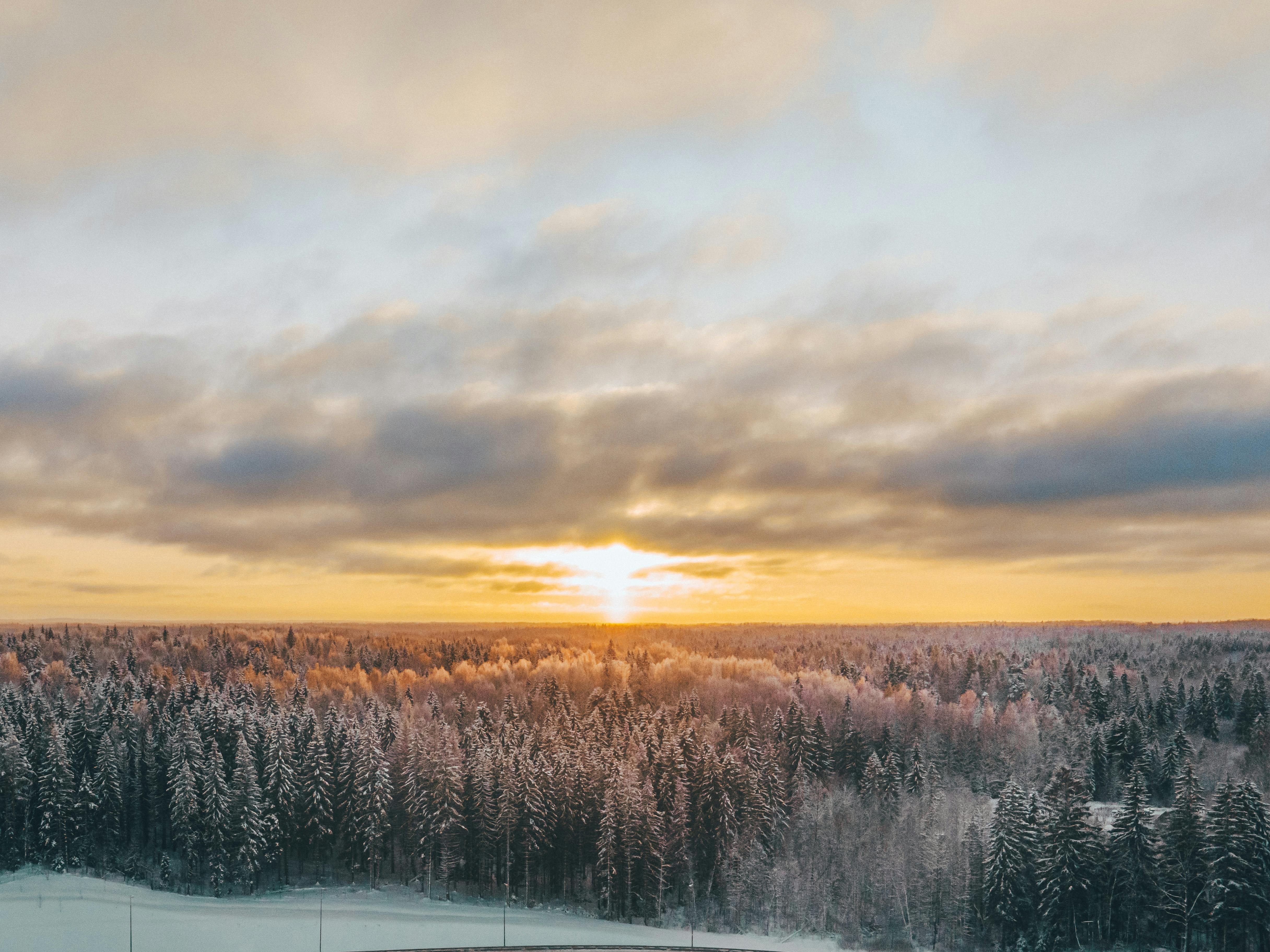 Beautiful Winter Sunrise Over Snowy Forest · Free Stock Photo