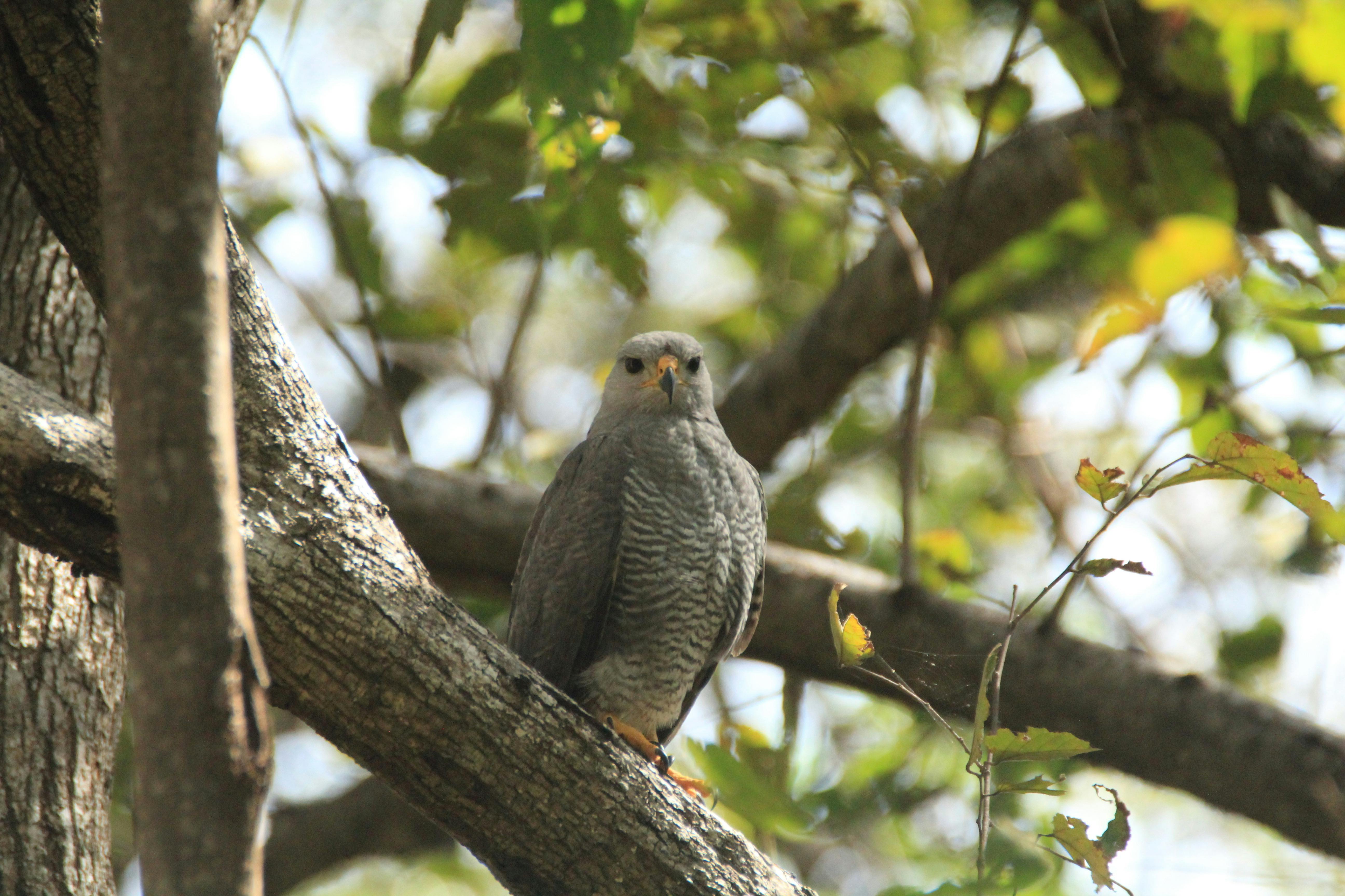 Gray Hawk Perched in Costa Rican Tree · Free Stock Photo