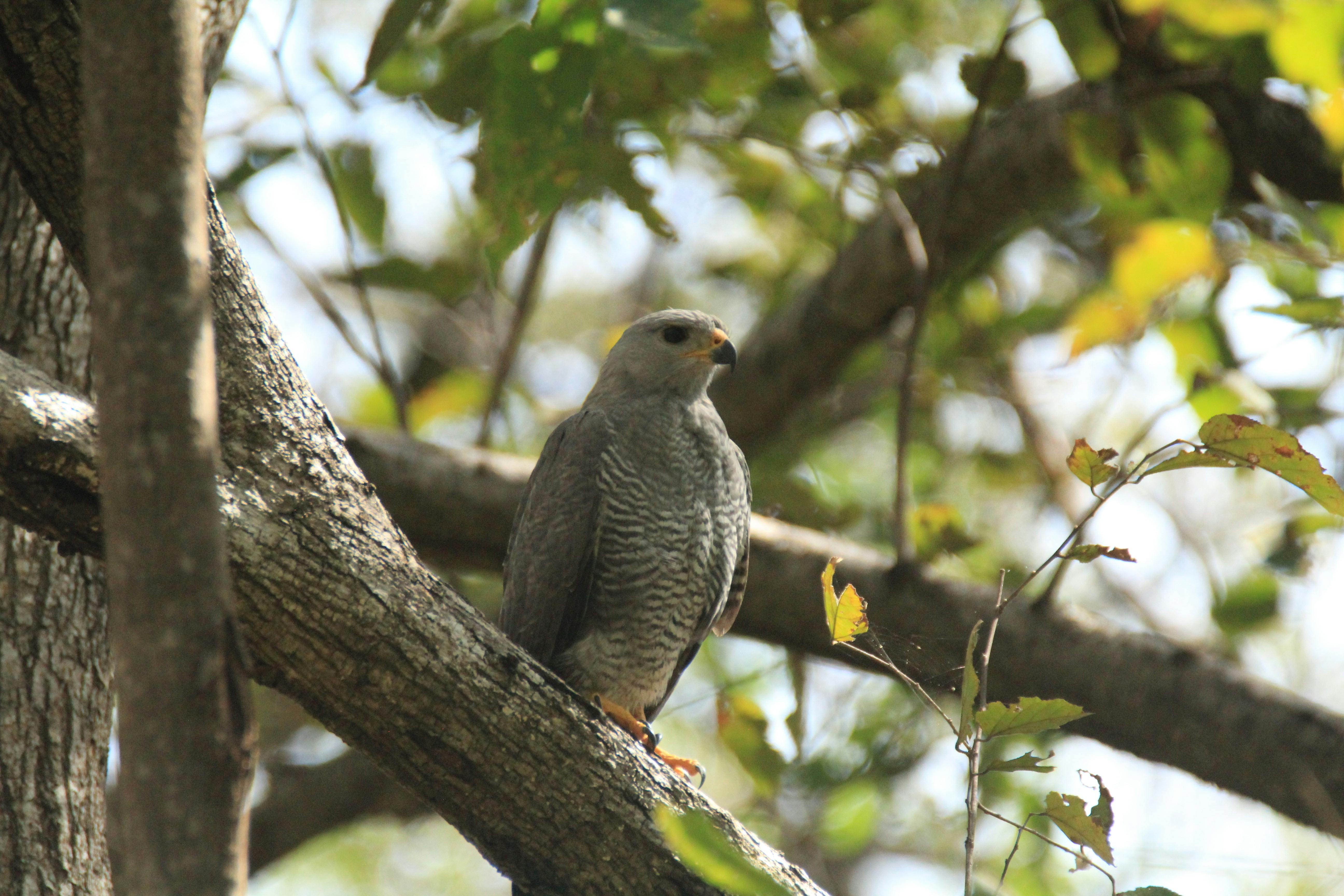 Gray Hawk Perched on Tree in Costa Rica · Free Stock Photo