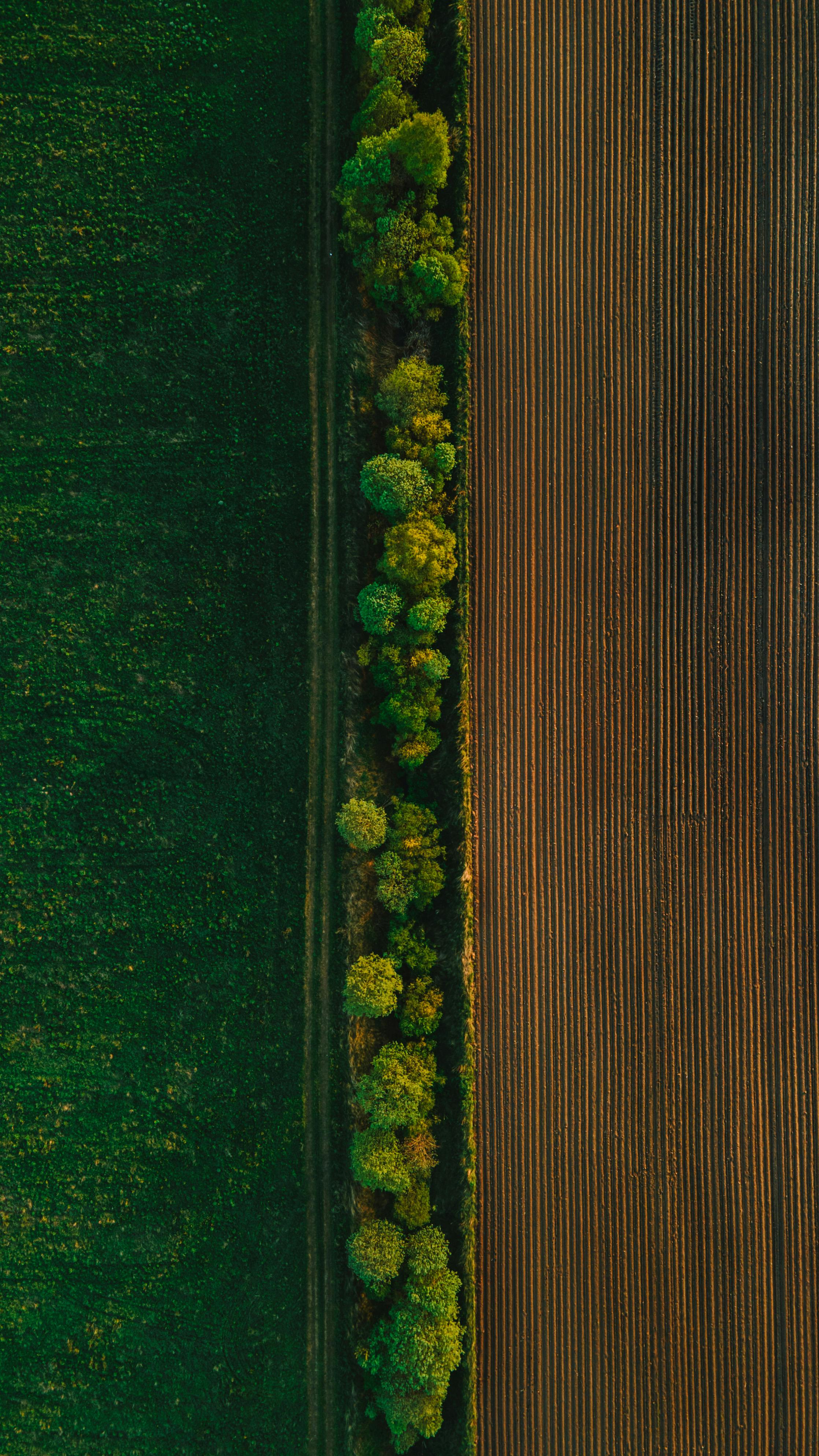 Aerial View of Agricultural Fields with Trees · Free Stock Photo