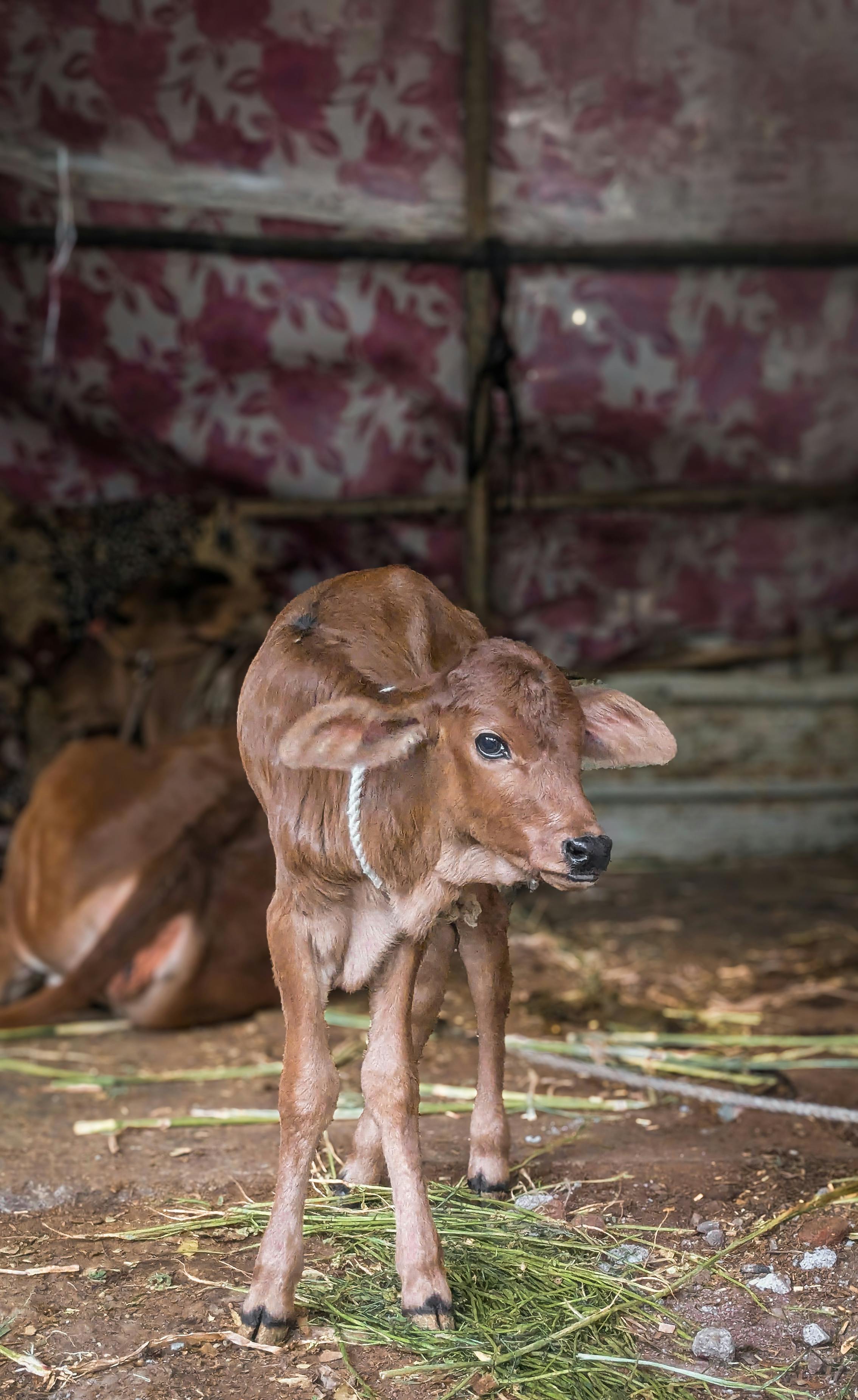 Young Brown Calf in Indian Barn Setting · Free Stock Photo