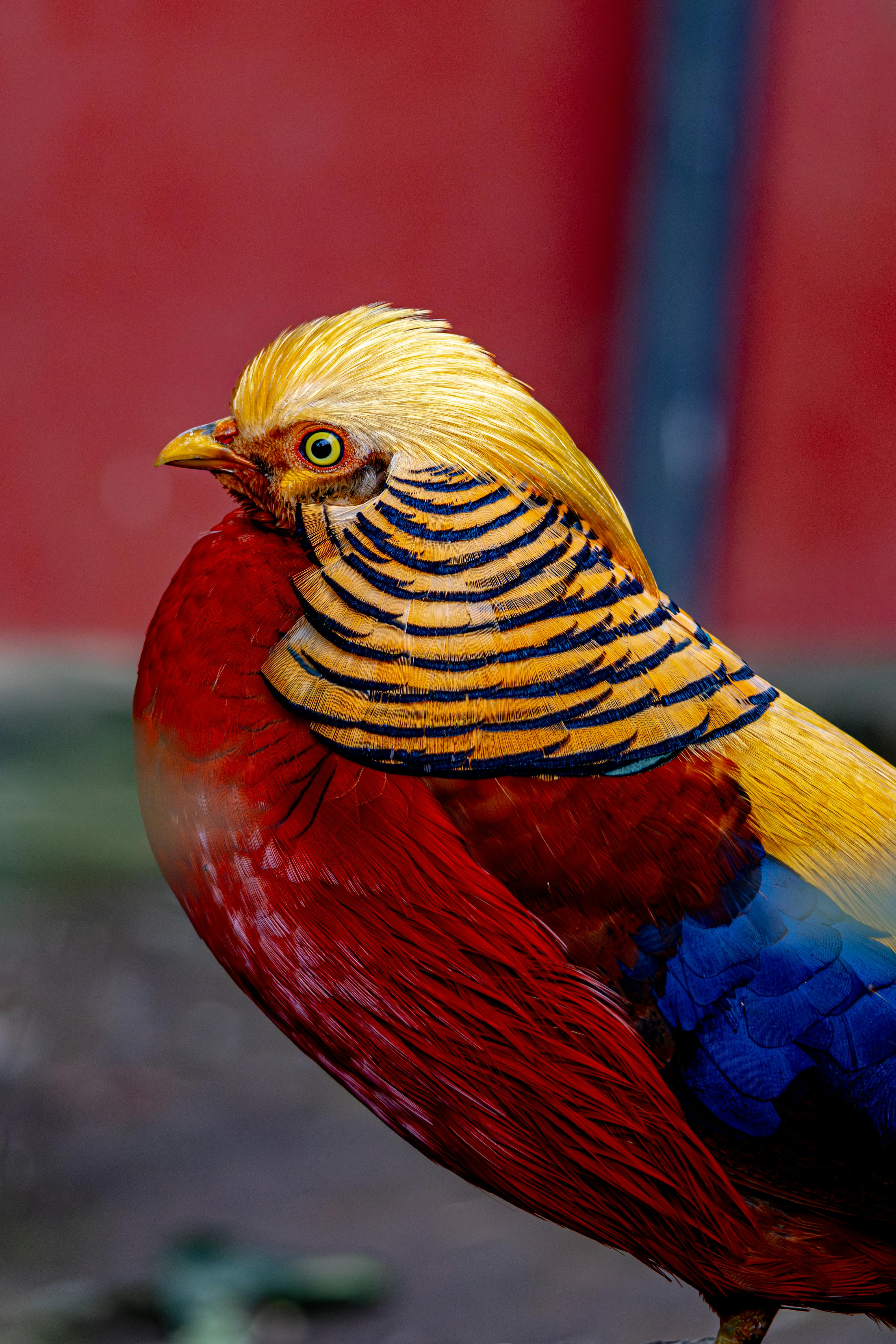 Foto de stock gratuita sobre amarillo dorado, animal salvaje, armonía ...