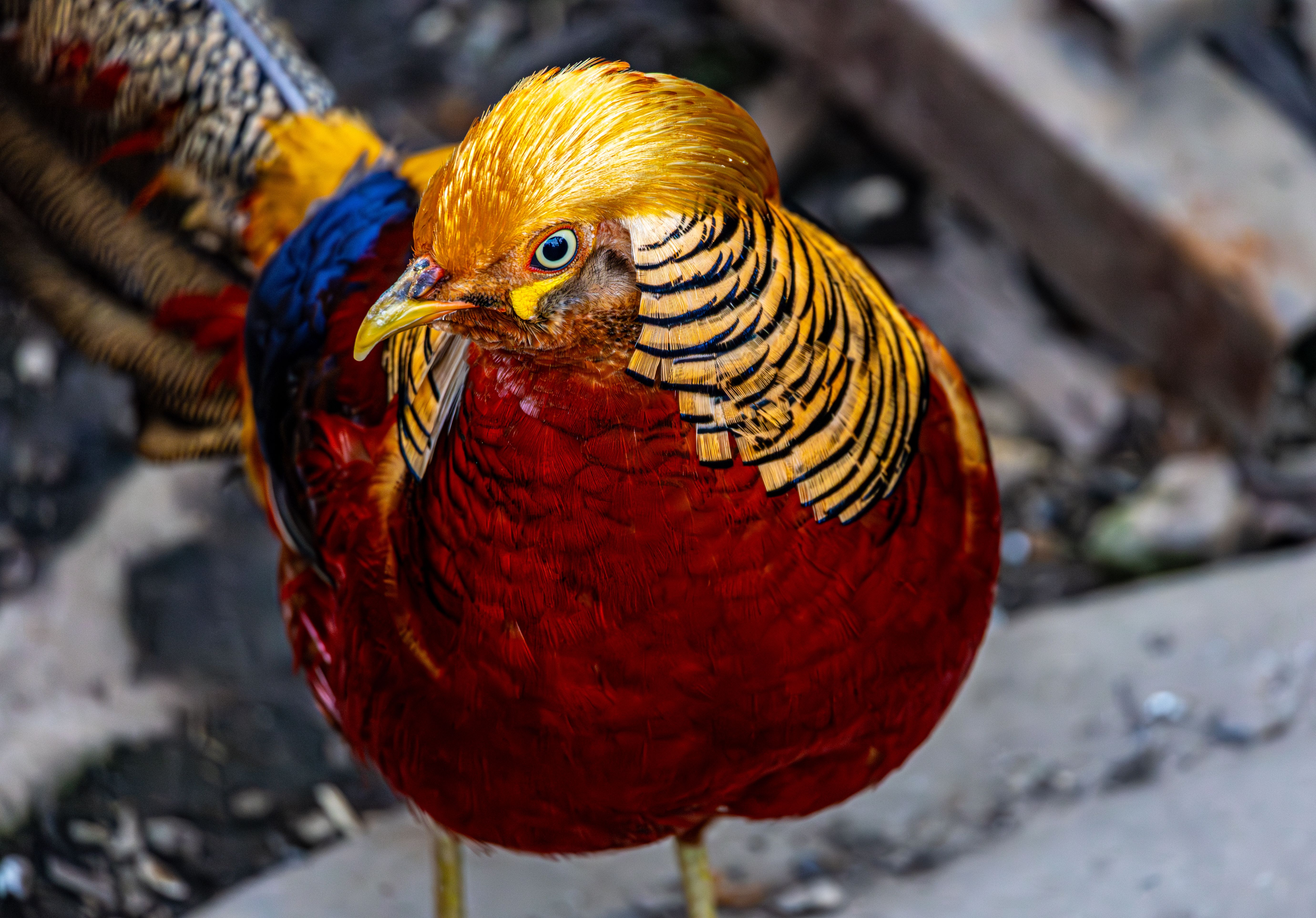 Vibrant Golden Pheasant with Colorful Plumage · Free Stock Photo