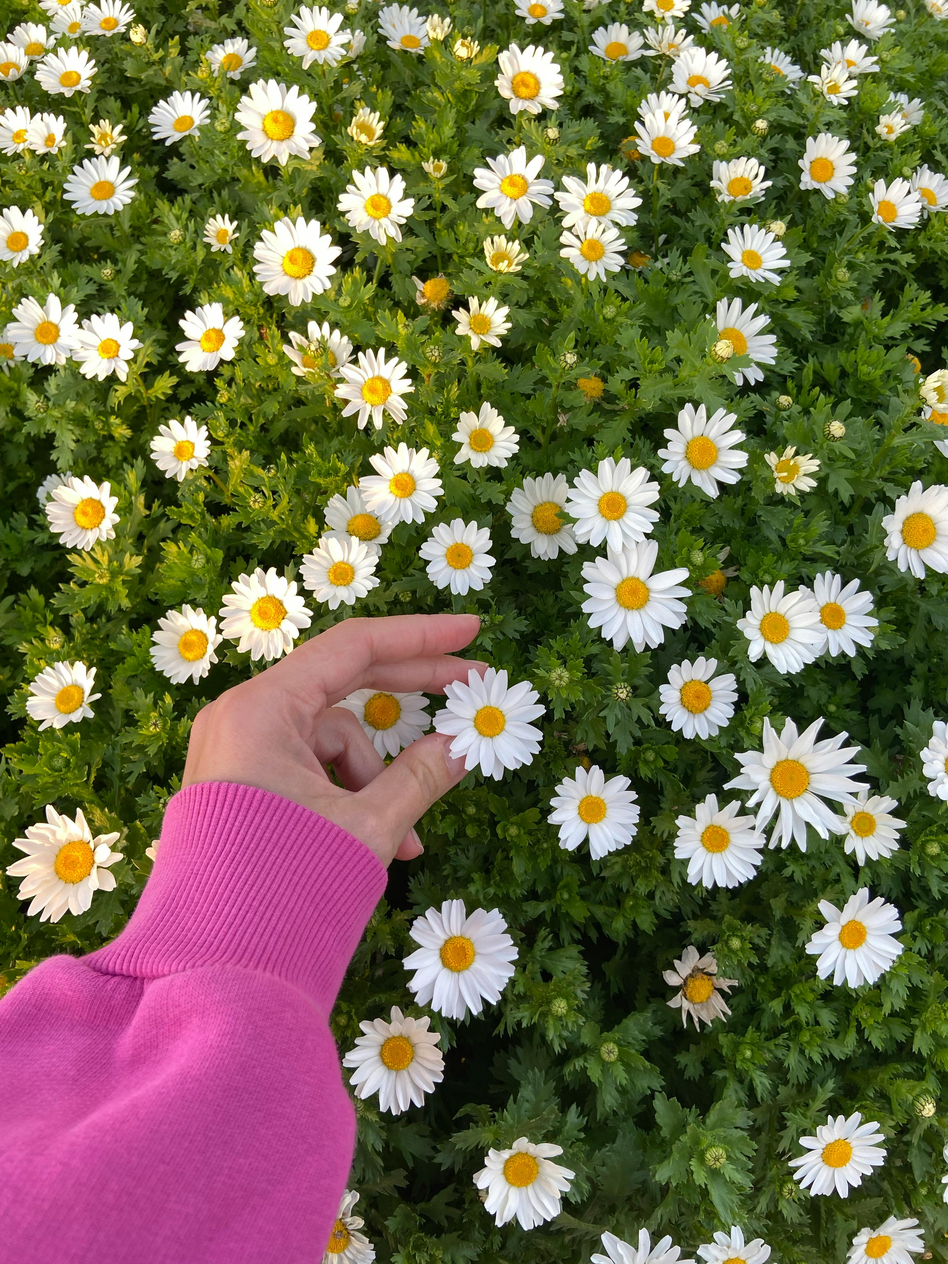 Hand Holding Daisy Flower in a Blooming Meadow · Free Stock Photo