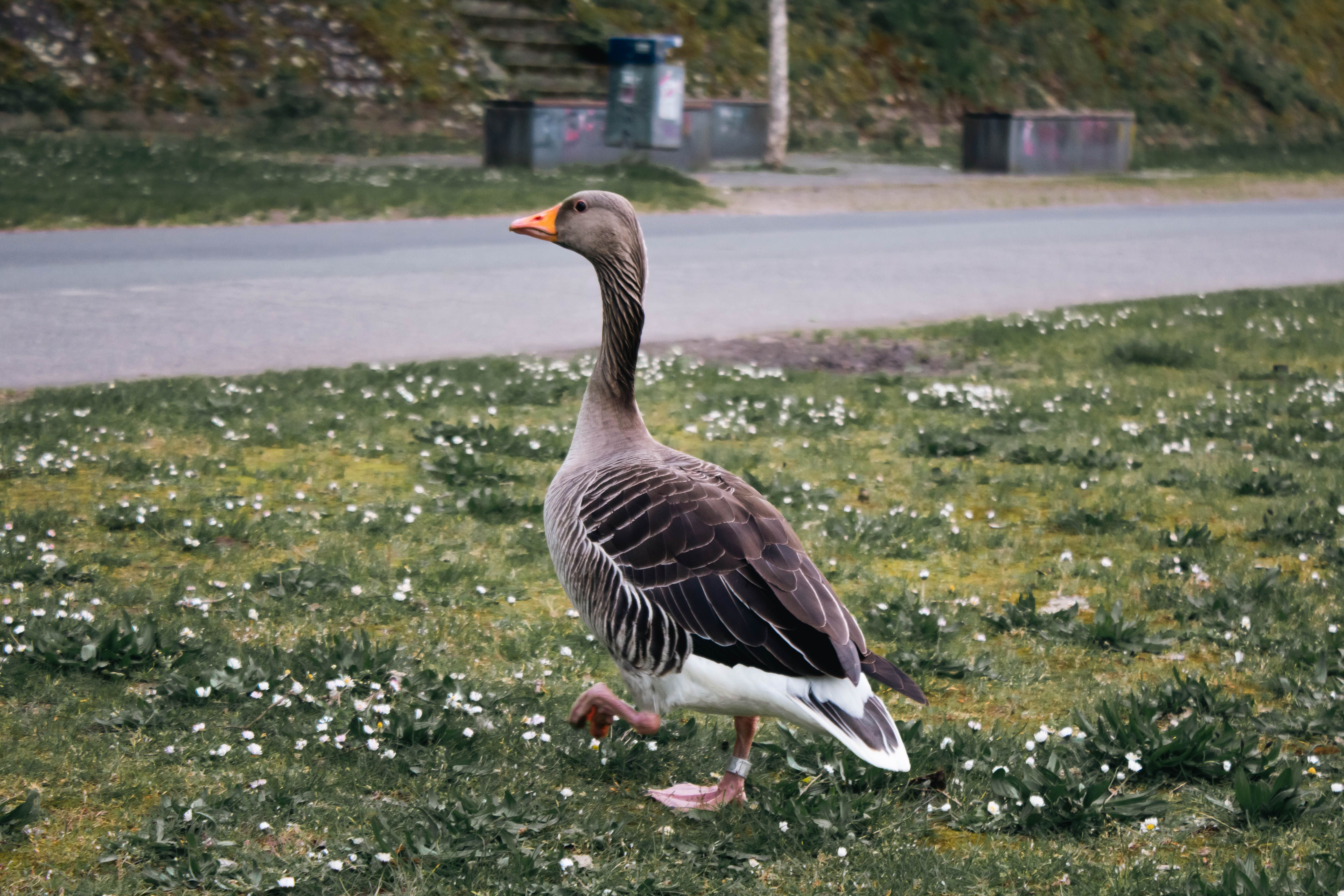 Greylag Goose Walking on Spring Meadow · Free Stock Photo