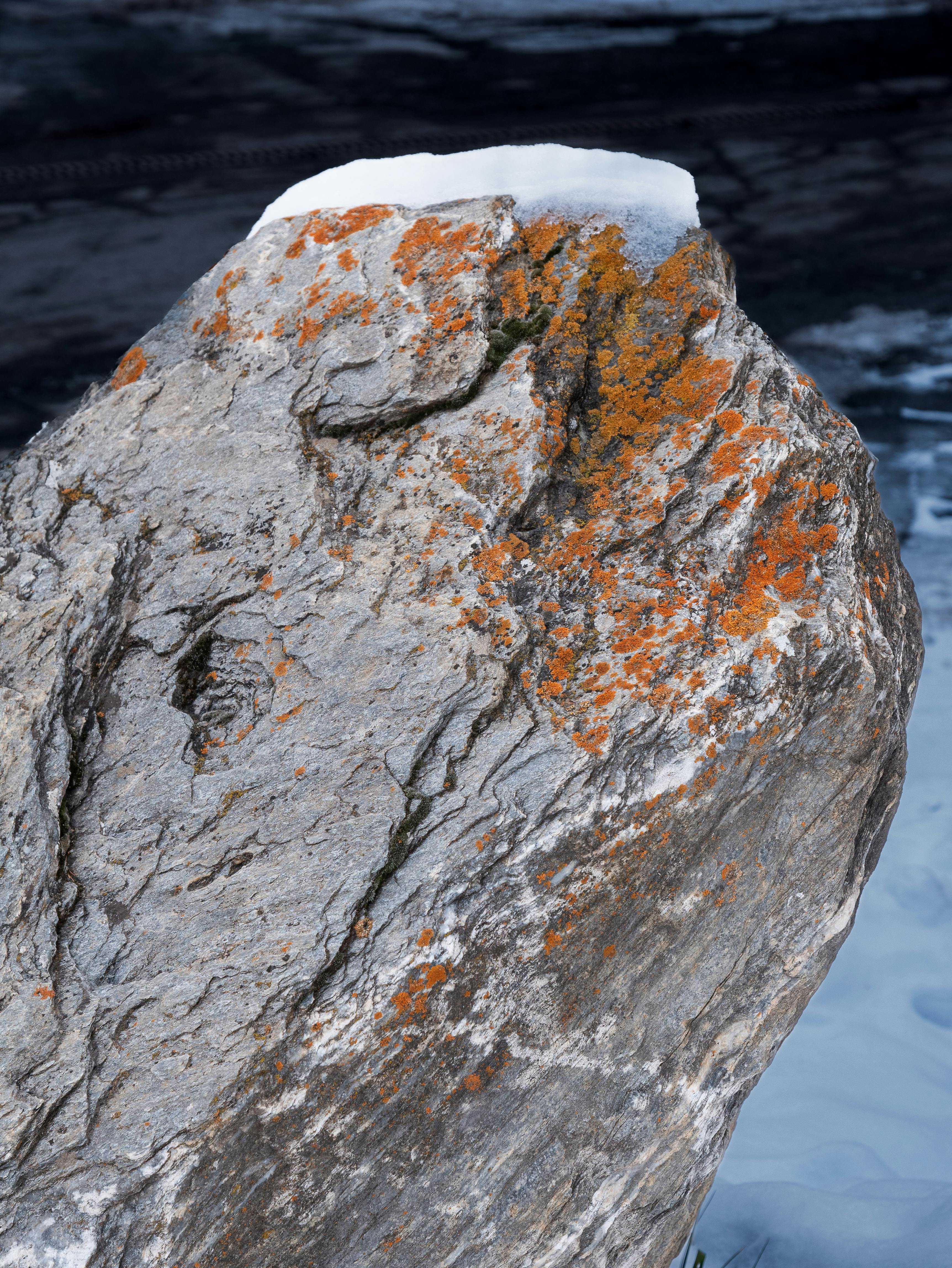 Close-up of Lichen Covered Rock in Winter · Free Stock Photo
