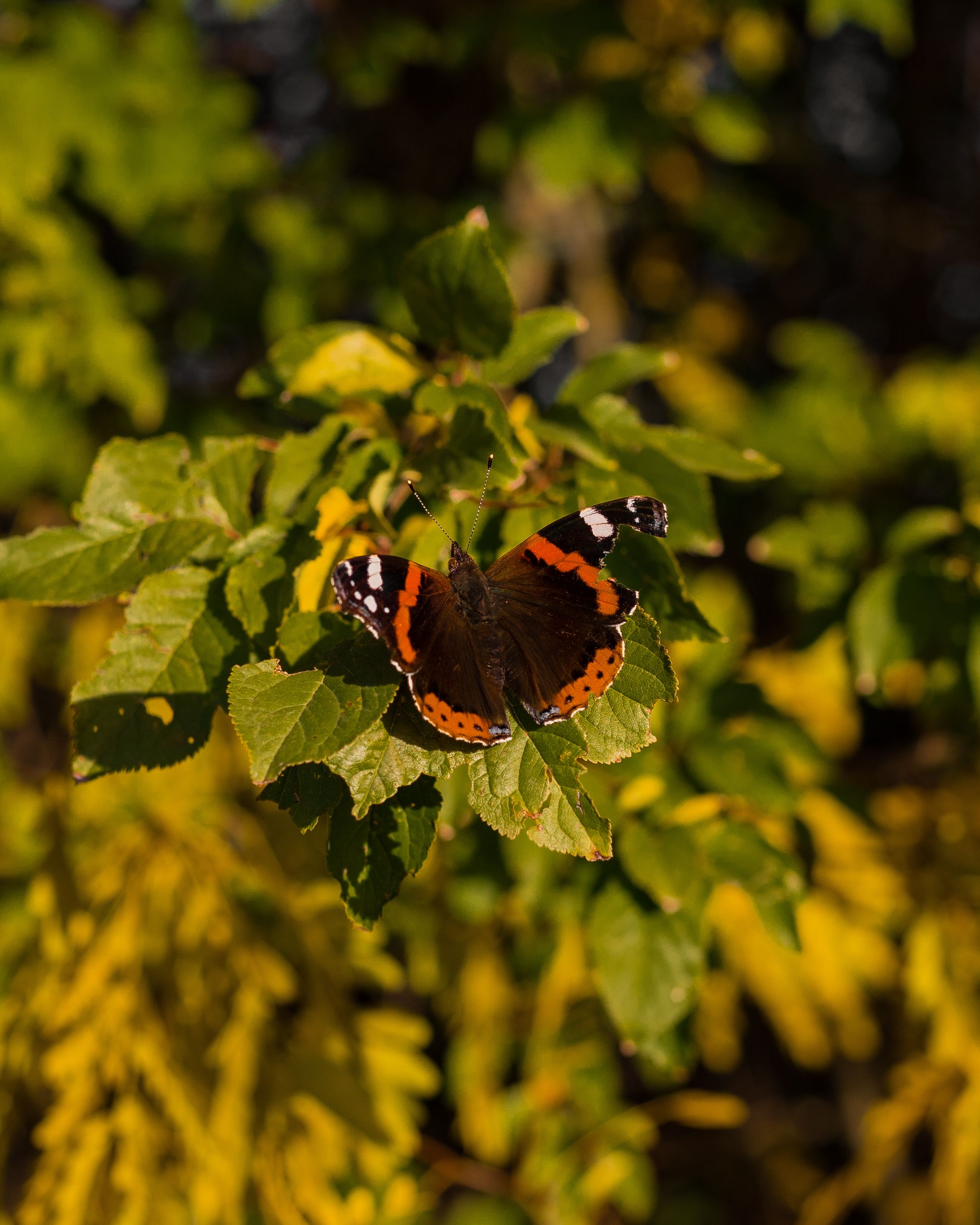 Butterfly Bush Wallpaper Photos, Download The BEST Free Butterfly Bush ...