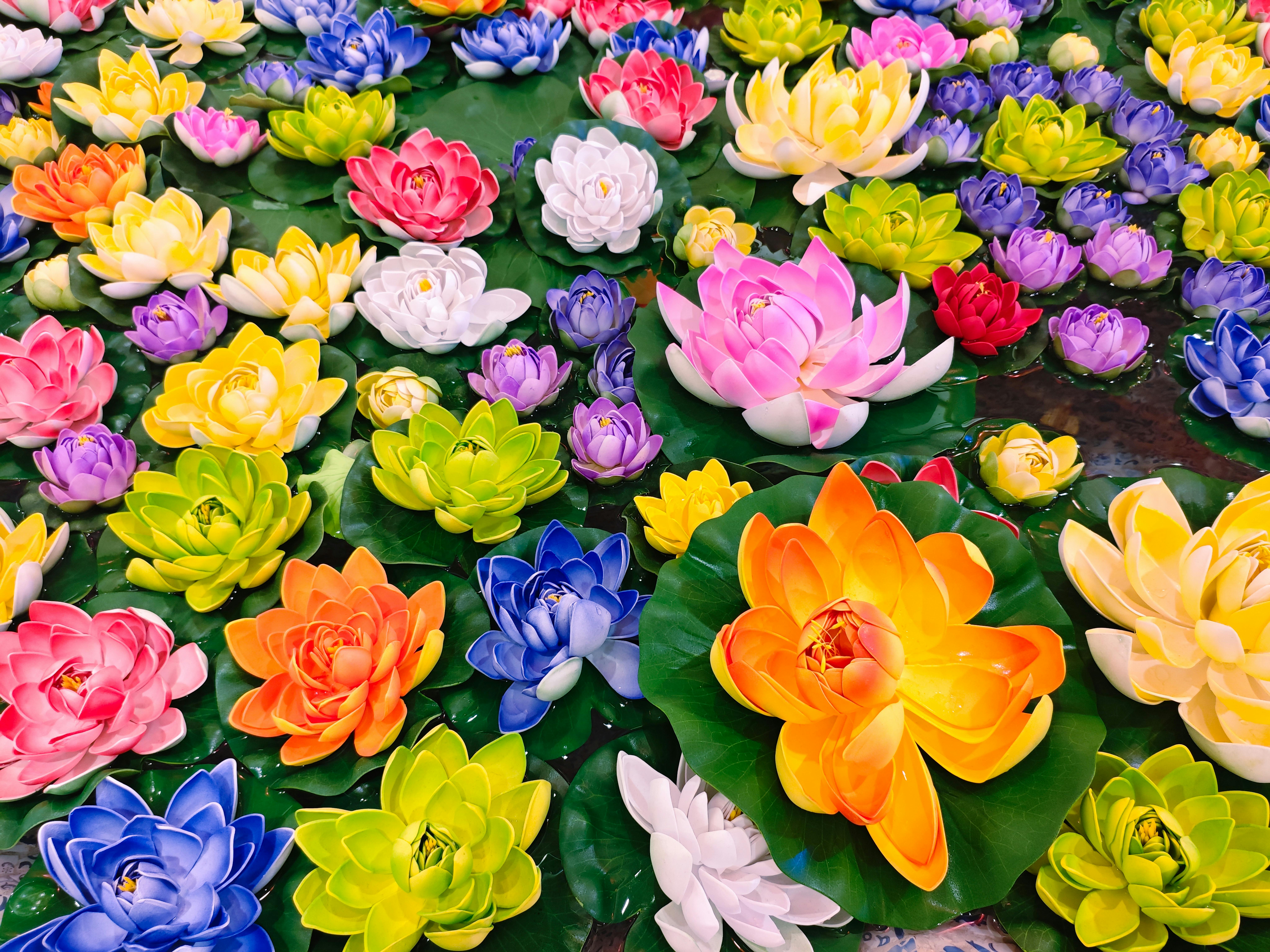 Vibrant Lotus Flowers in a Colorful Display · Free Stock Photo