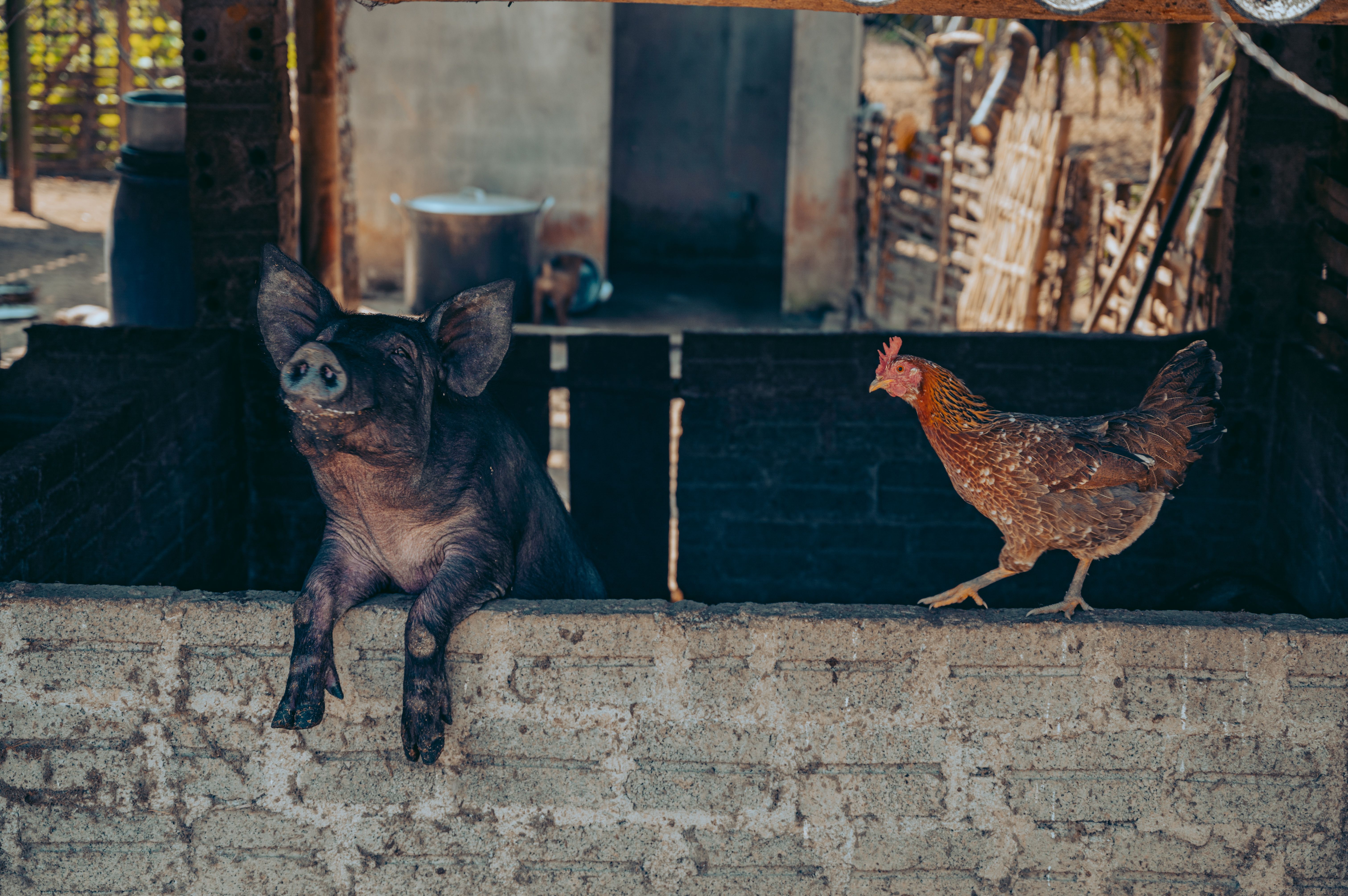 Farm Scene with Pig and Chicken in Rural Setting · Free Stock Photo