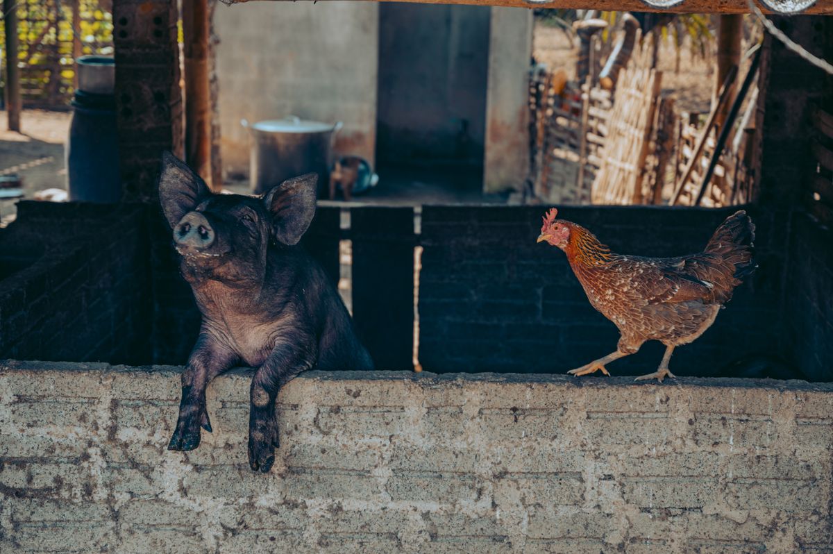 Farm With Pigs And Poultry Photos, Download The BEST Free Farm With ...