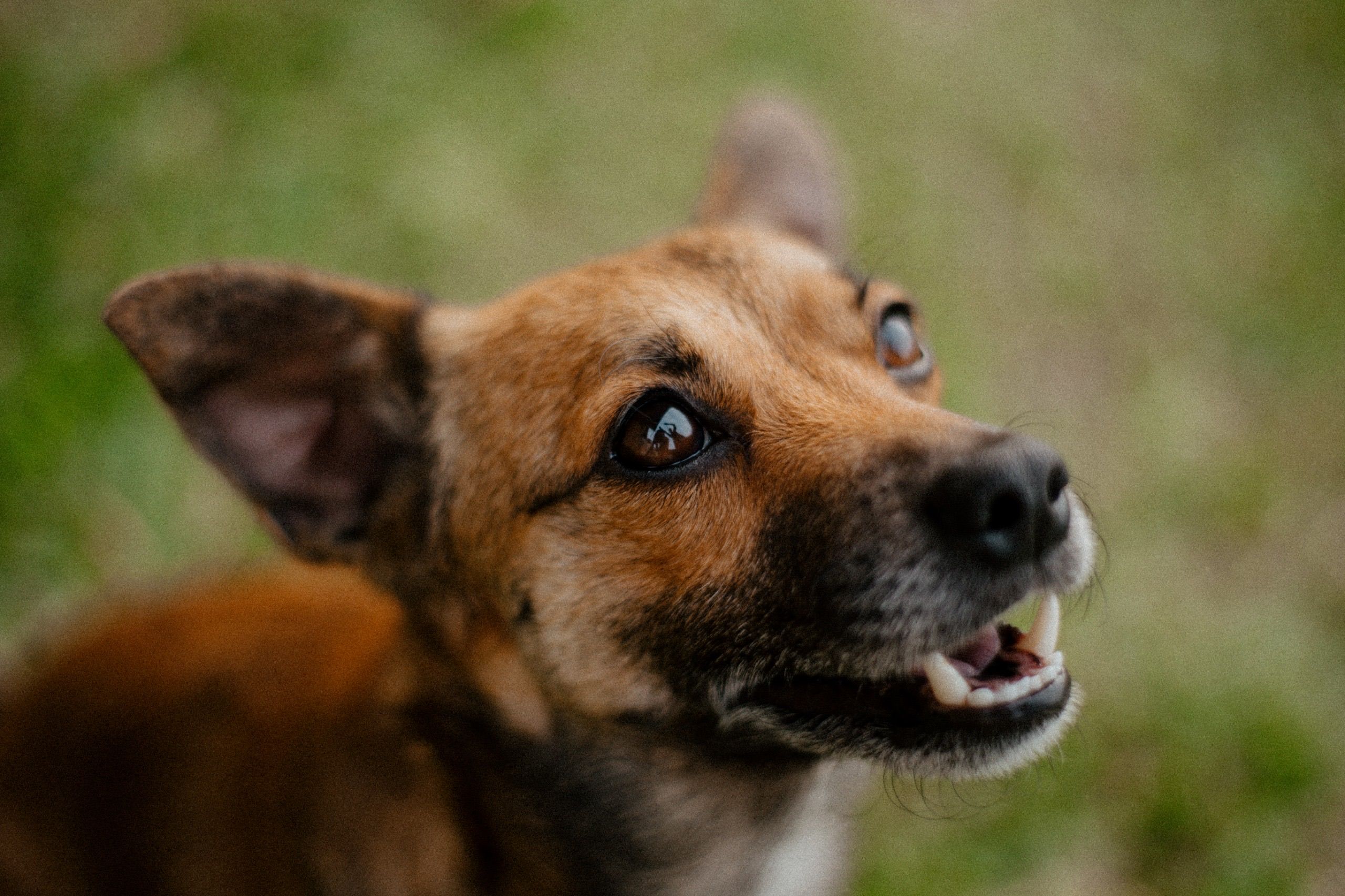 Dog Bubba Photos, Download The BEST Free Dog Bubba Stock Photos & HD Images