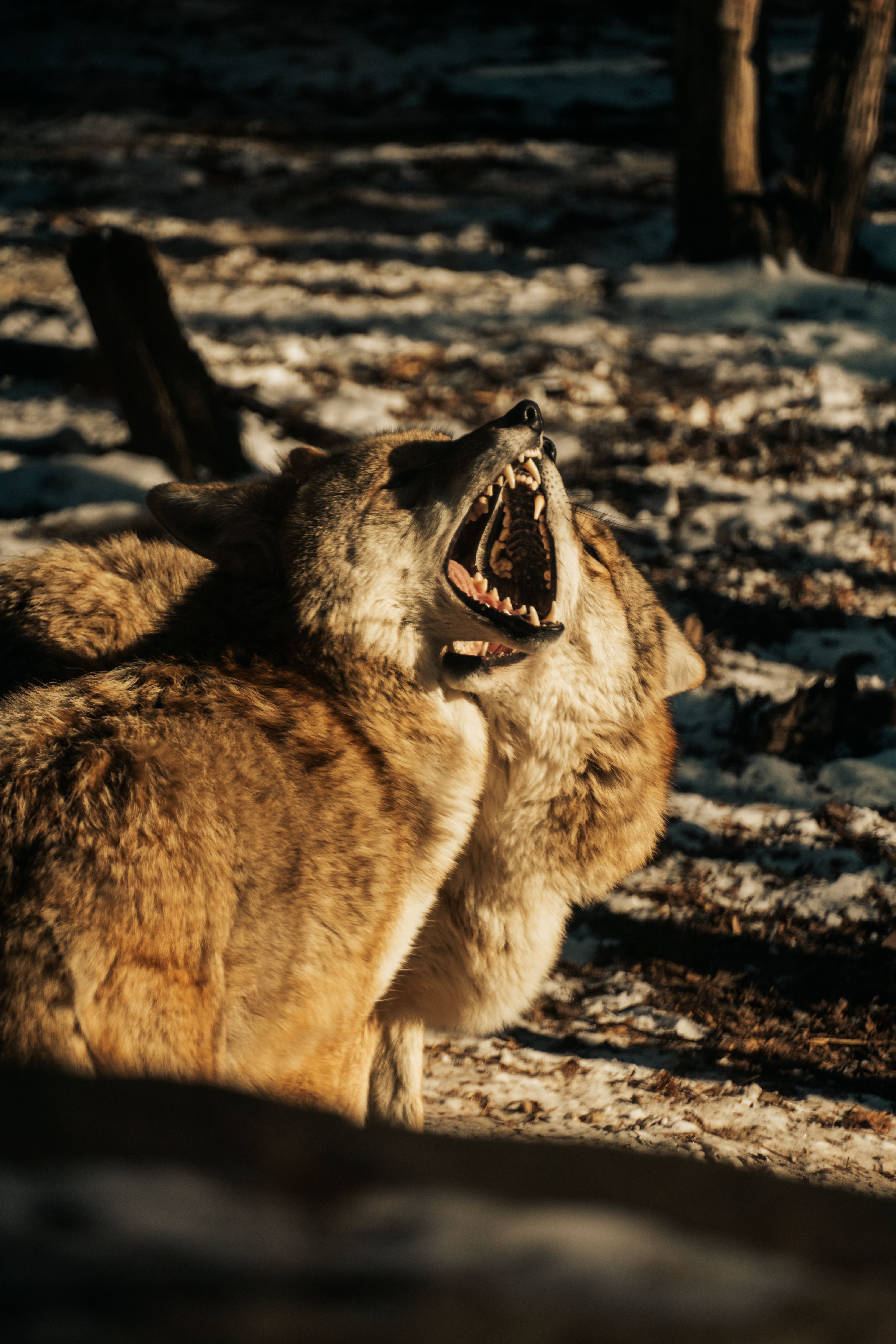 Wolves Photos, Download The BEST Free Wolves Stock Photos & HD Images