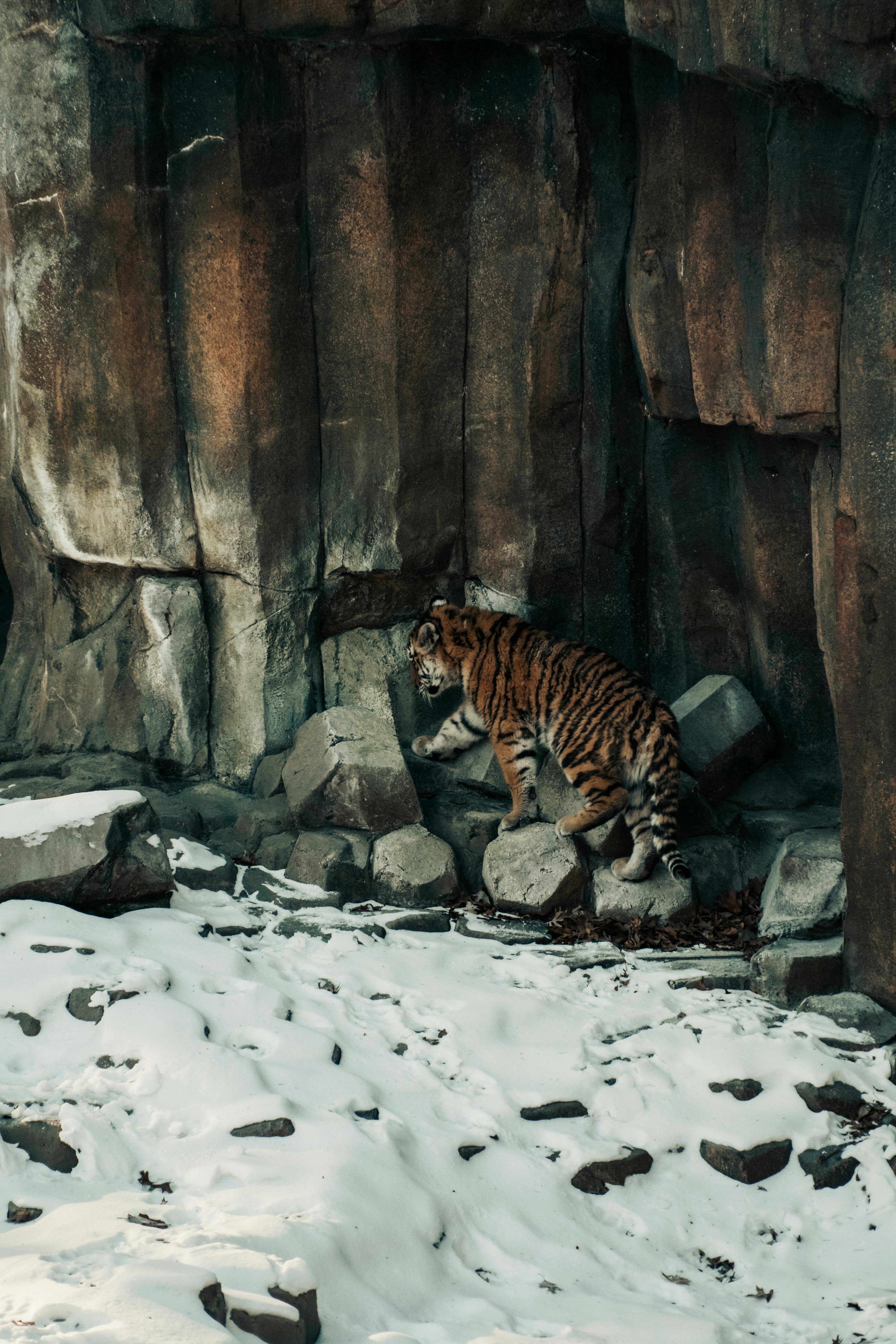 Tiger In Snow Photos, Download The BEST Free Tiger In Snow Stock Photos ...