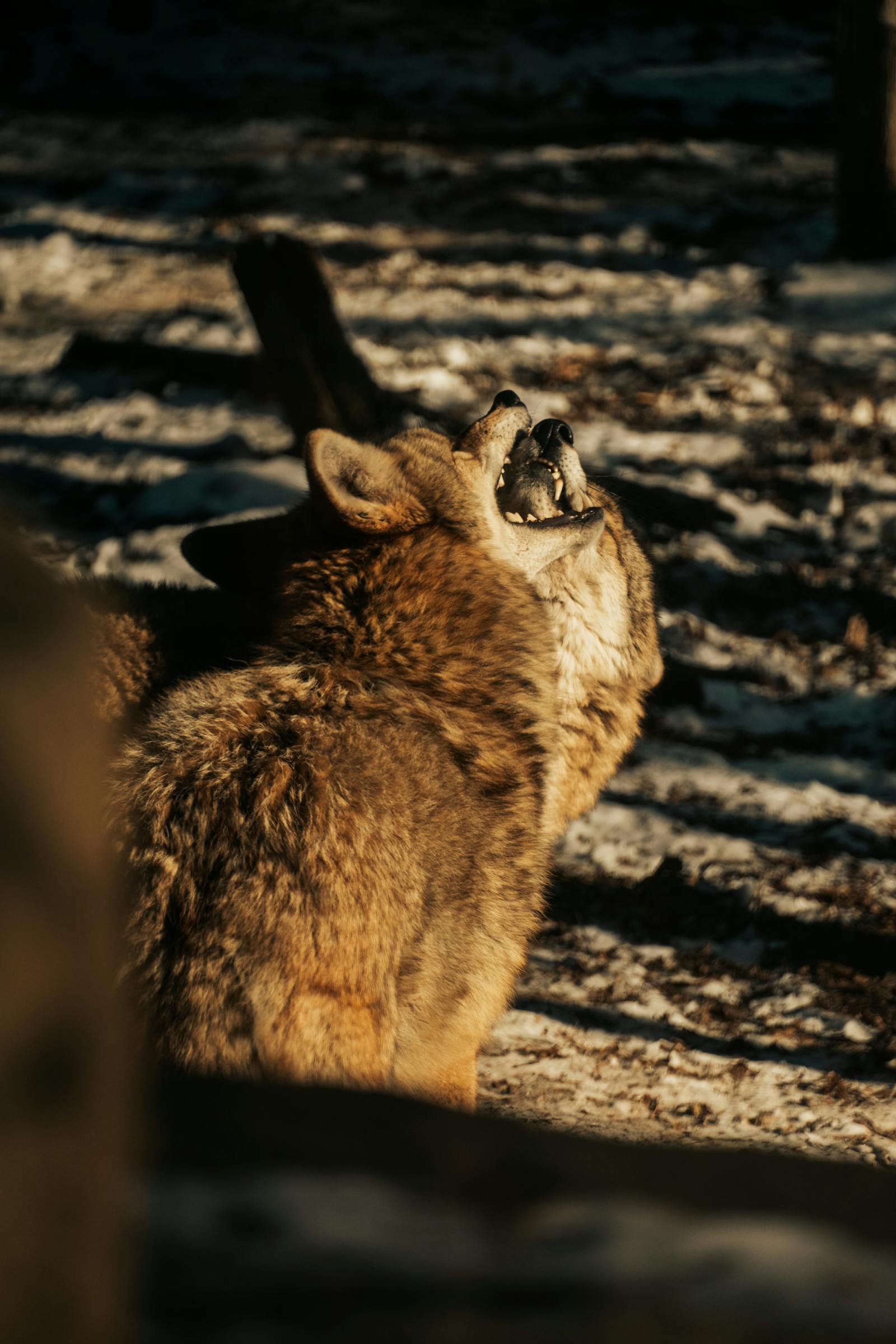 Wolf Howling Photos, Download The BEST Free Wolf Howling Stock Photos ...