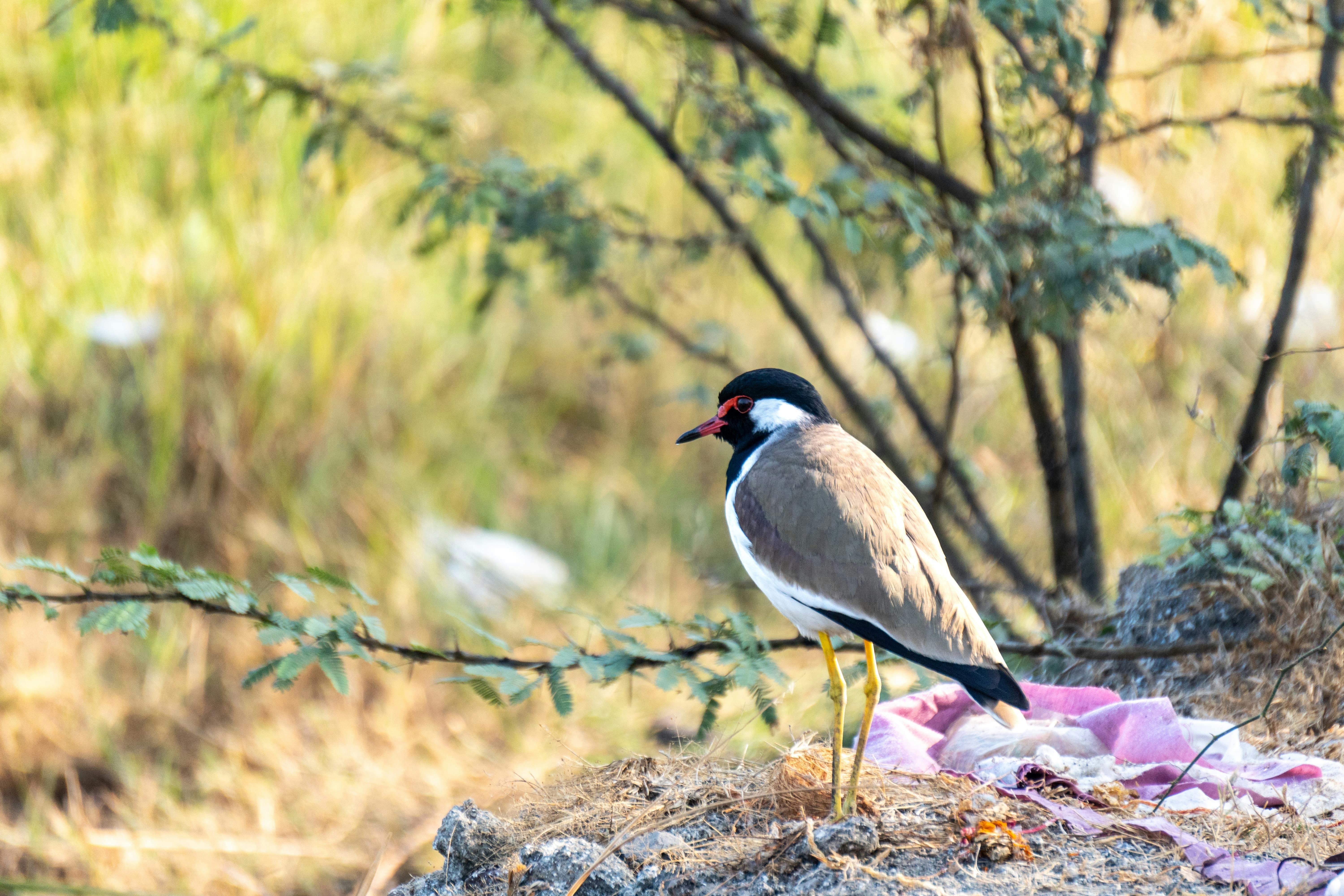 Red-Wattled Lapwing in Natural Habitat · Free Stock Photo