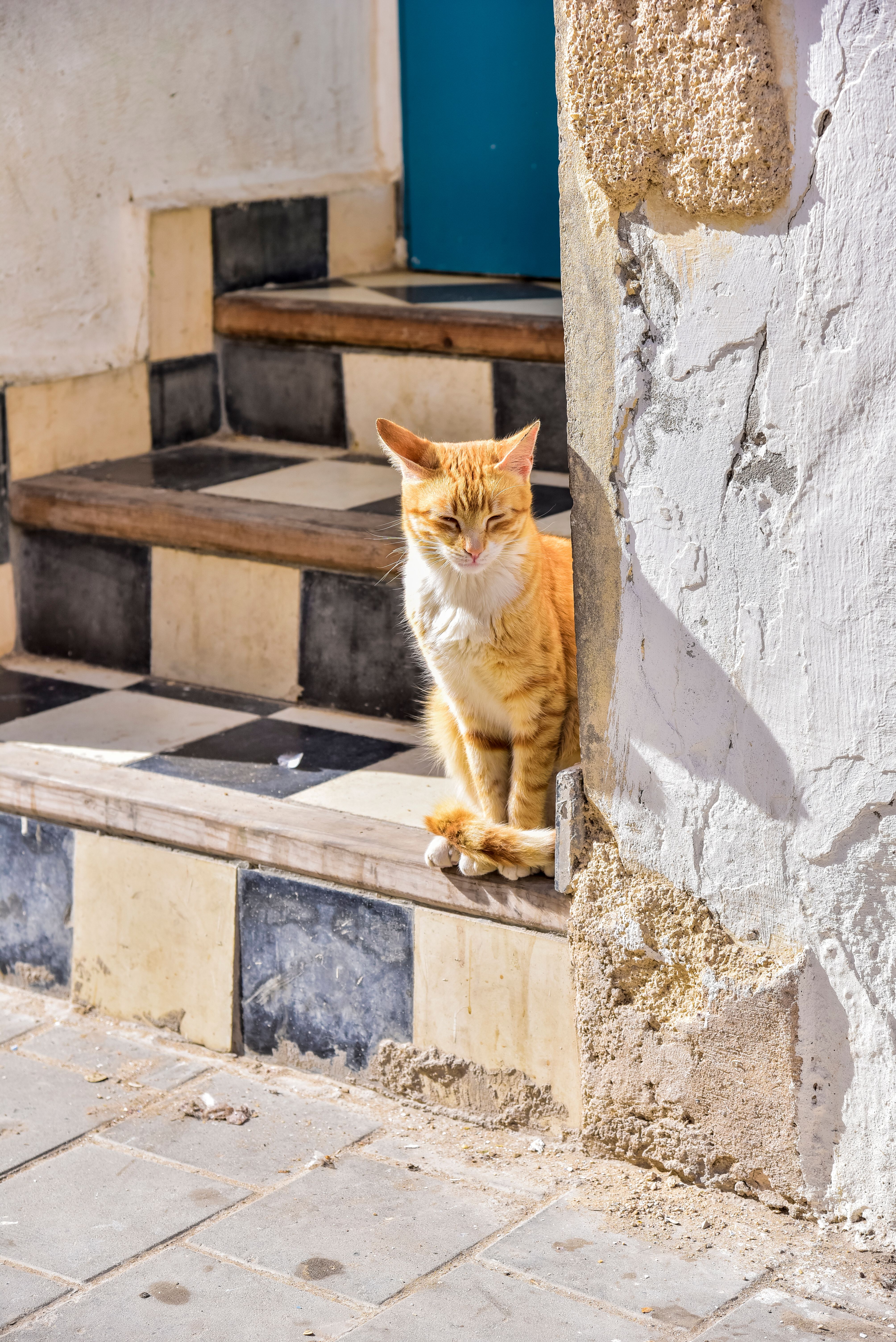 Orange Tabby Cat in Moroccan Sunlight · Free Stock Photo