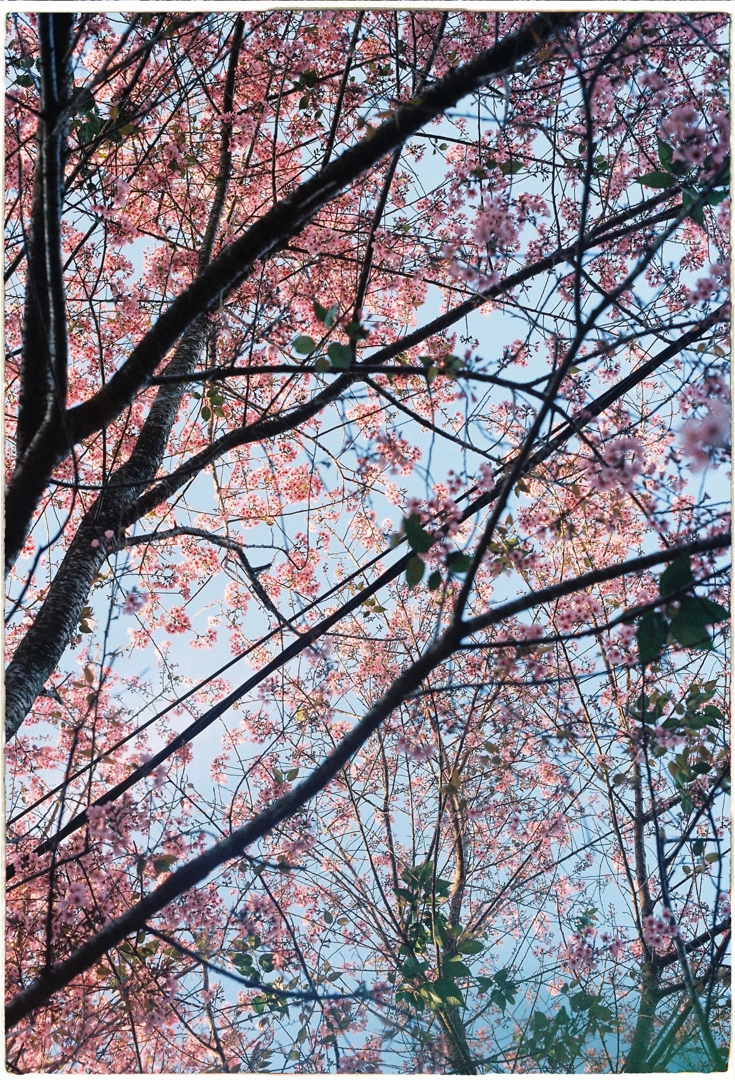 Cherry Blossom Canopy with Blue Sky Backdrop · Free Stock Photo