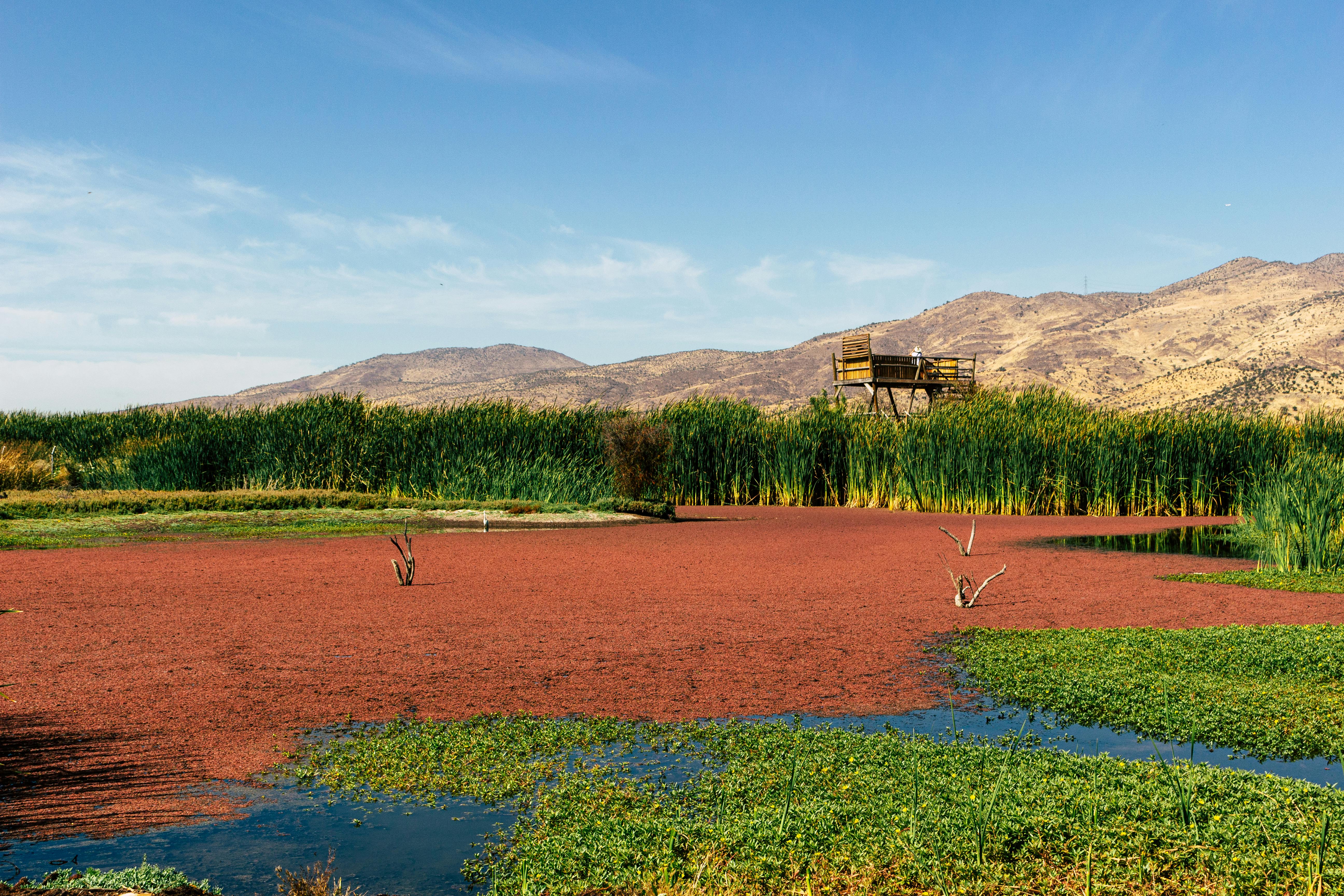 Scenic Wetland View with Mountain Backdrop · Free Stock Photo