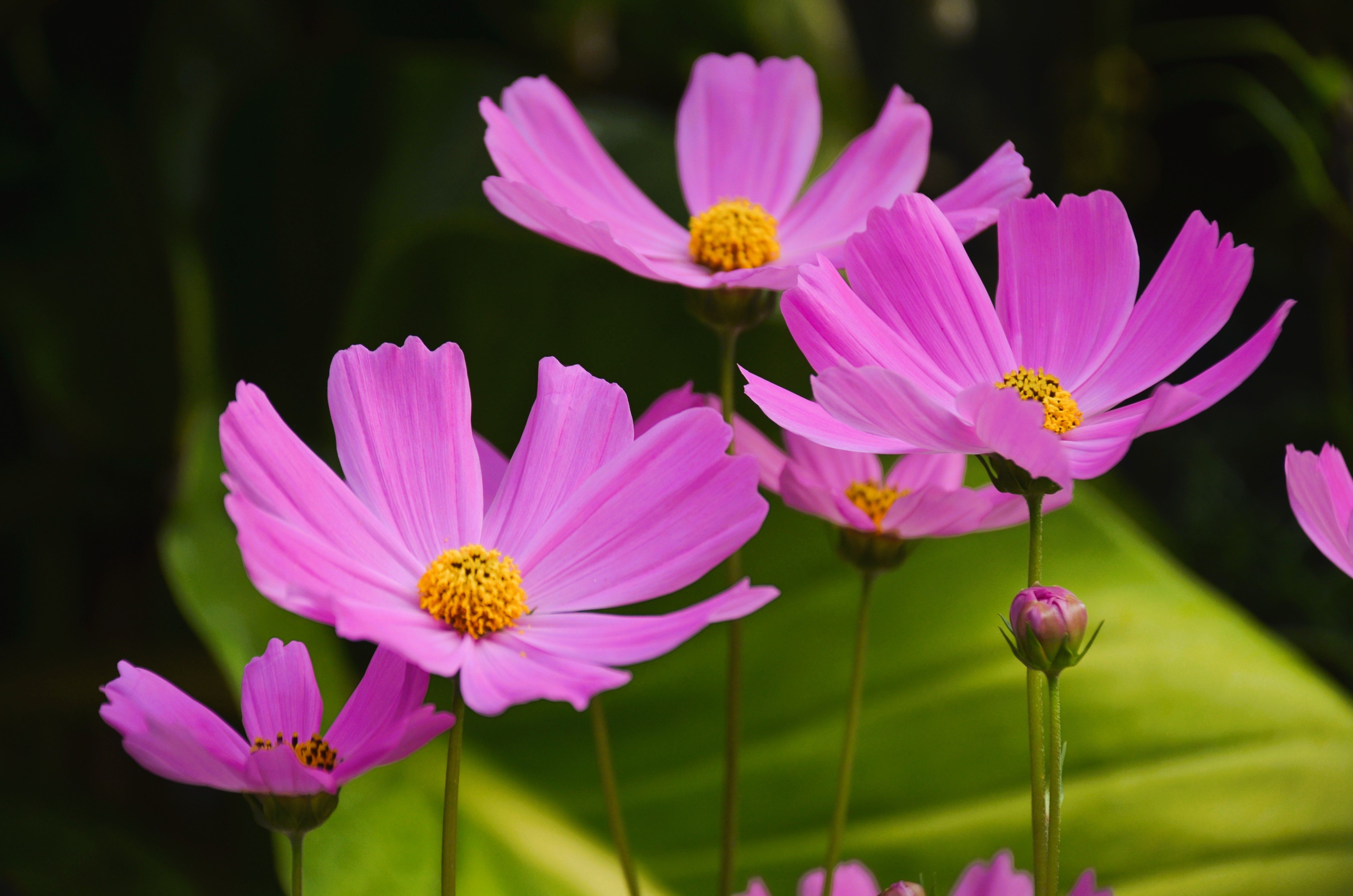 Vibrant Pink Cosmos Flowers in Bloom · Free Stock Photo