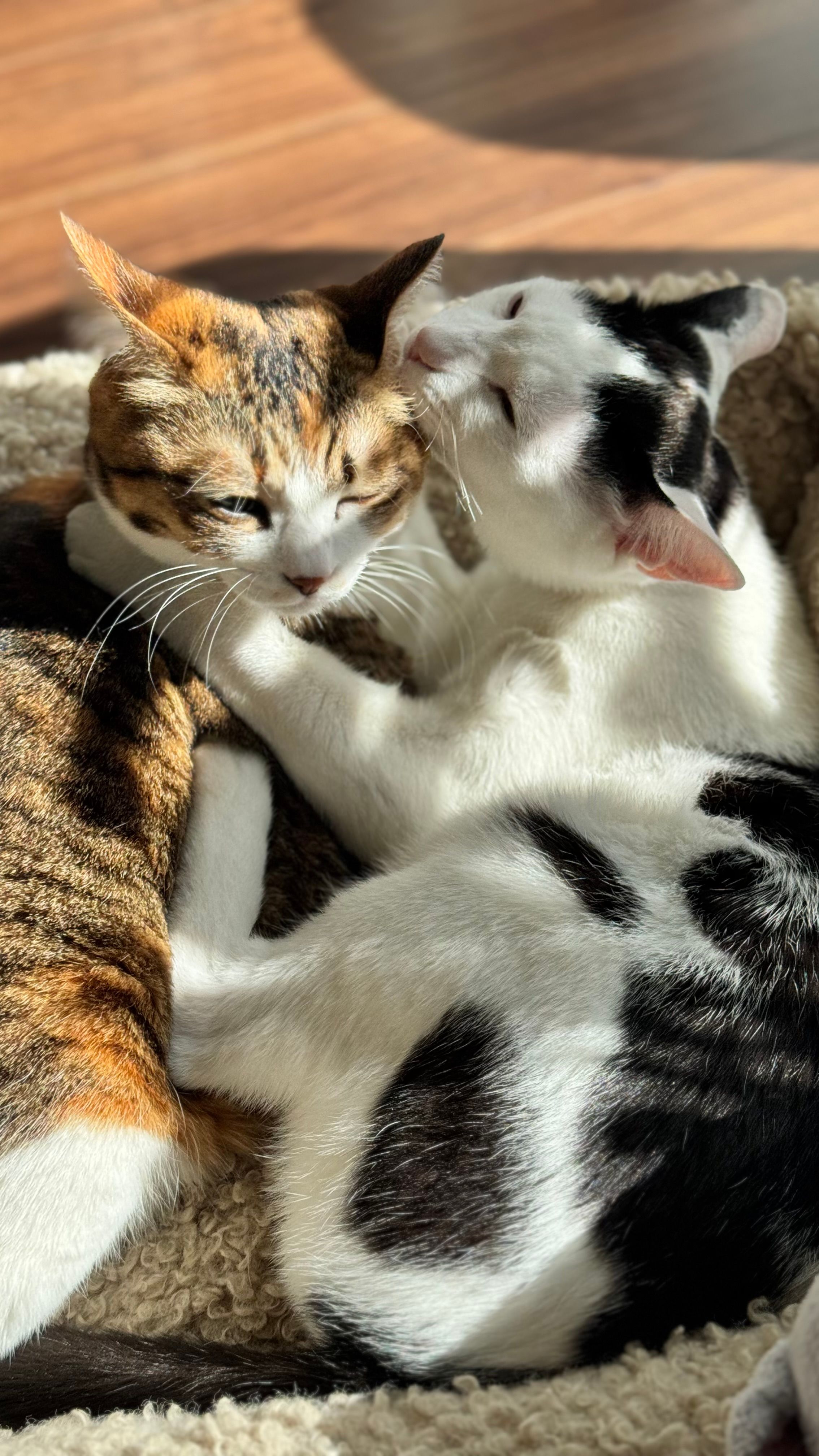 Two Cats Cuddling in Sunlit Room · Free Stock Photo