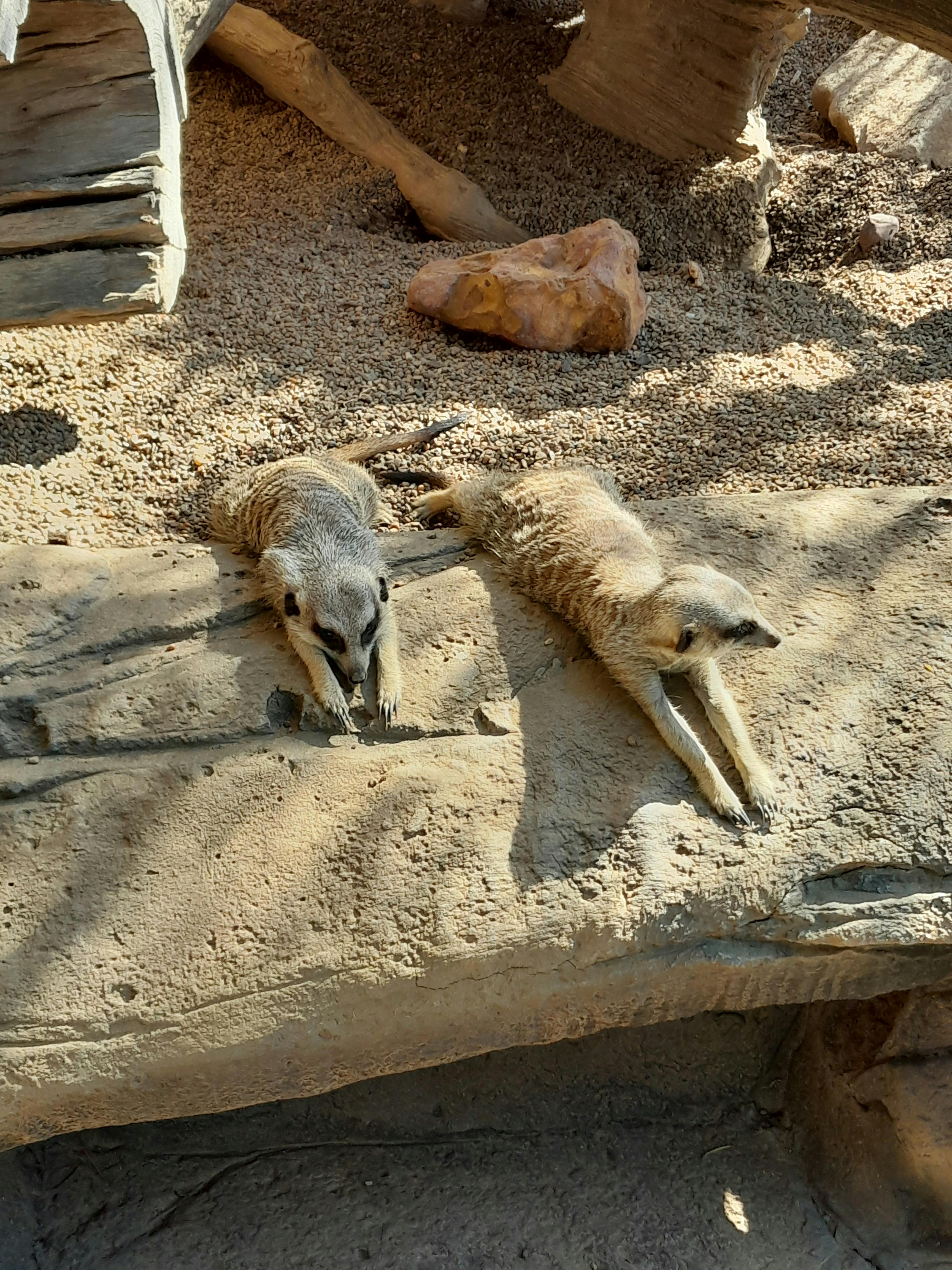 Relaxed Meerkats Sunbathing on Rock · Free Stock Photo