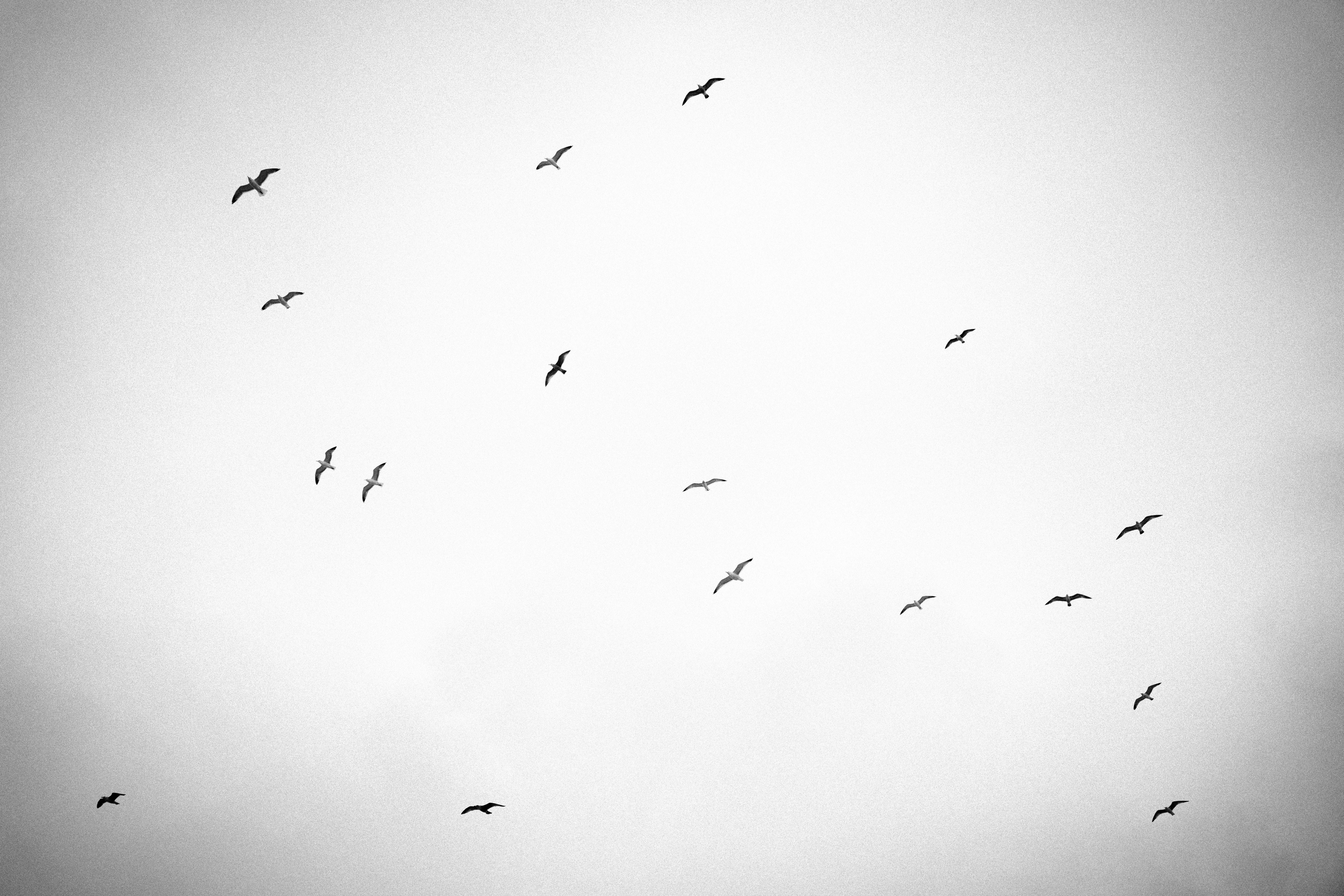 Monochrome Birds in Flight Against Sky · Free Stock Photo