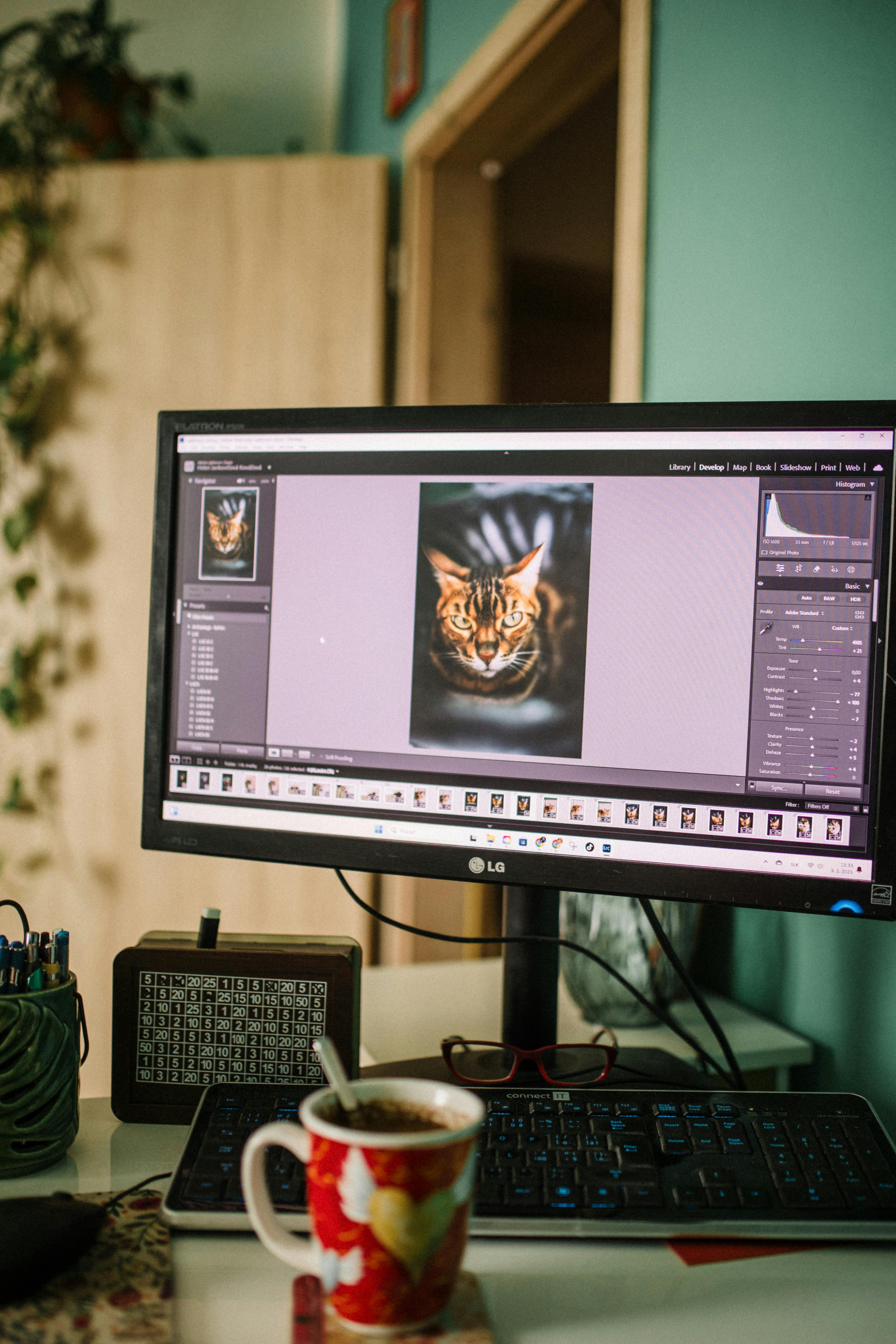 Editing Cat Photo on Computer Screen Indoors · Free Stock Photo