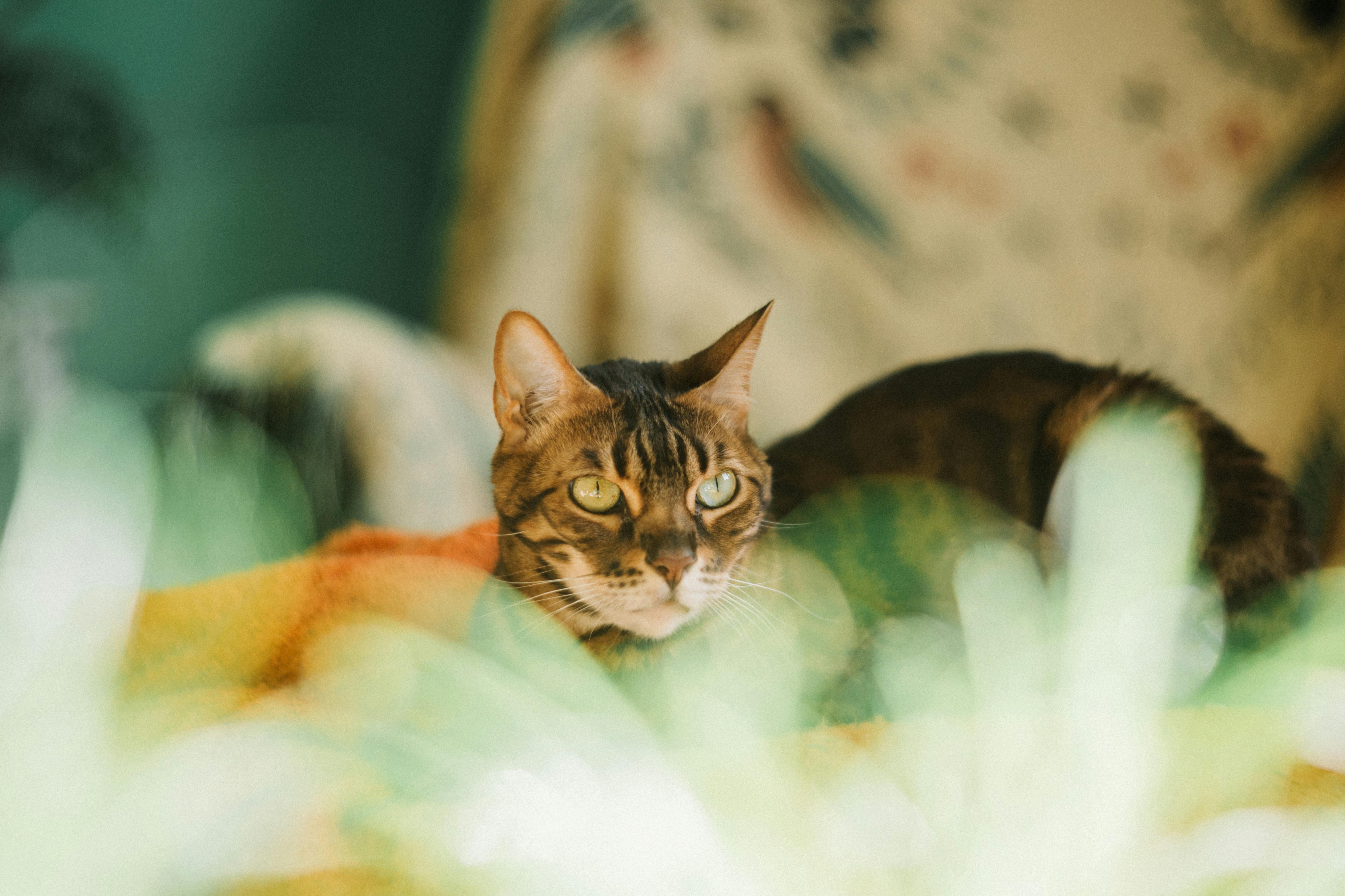 Cozy Bengal Cat Relaxing Indoors in Dappled Light · Free Stock Photo