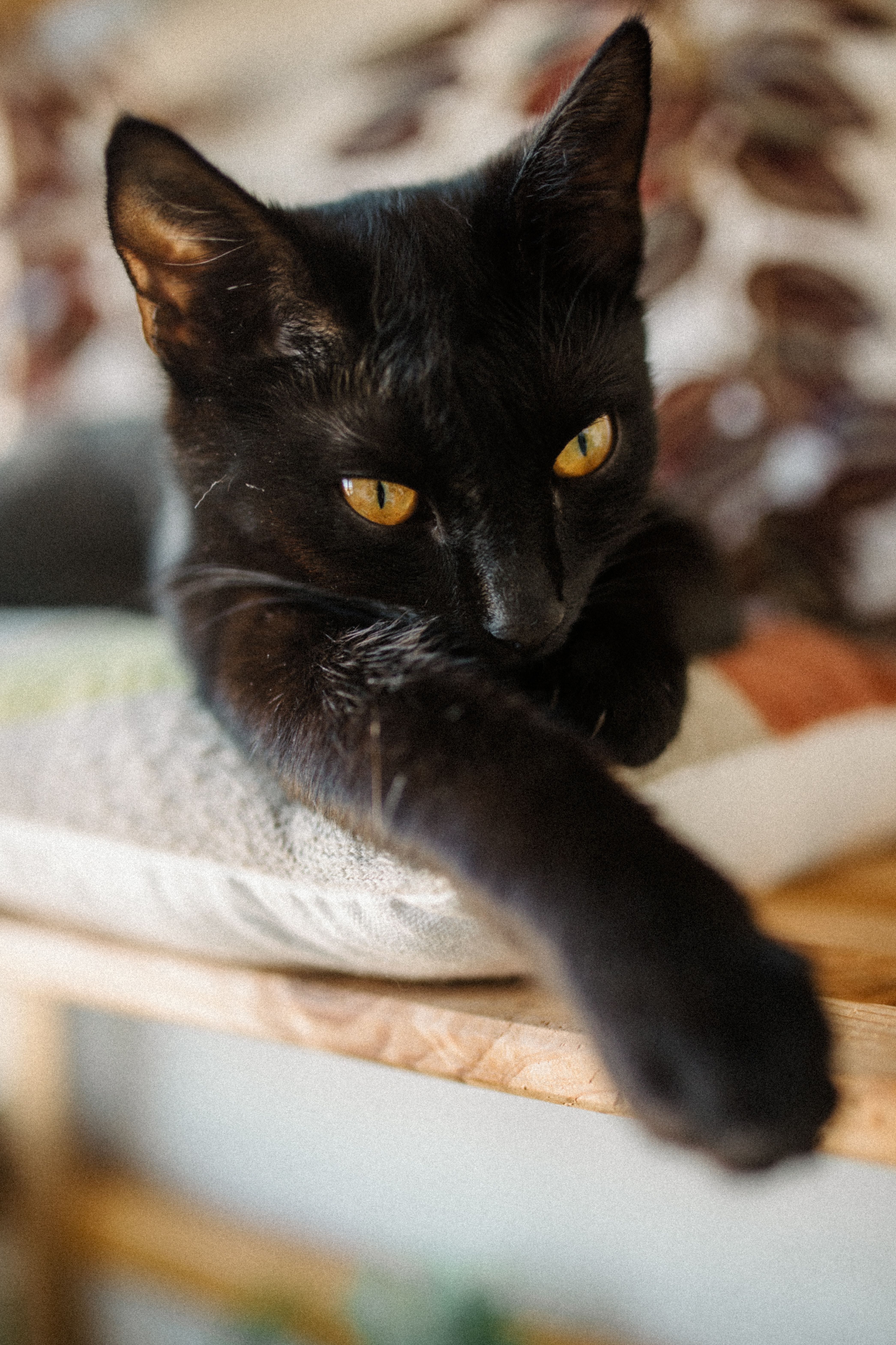 Charming Black Cat Relaxing on Cushion · Free Stock Photo