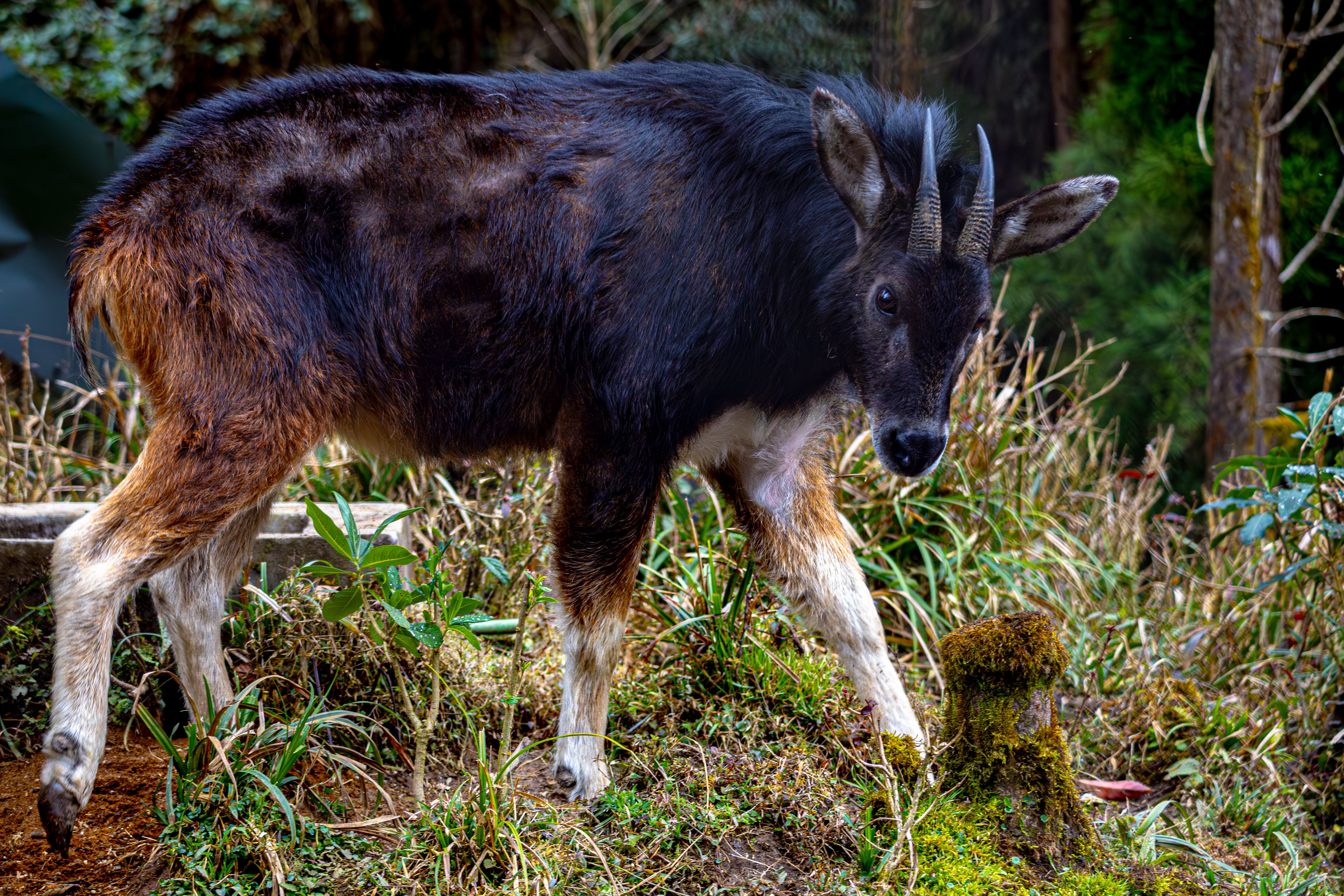 Young Himalayan Serow Grazing in Sikkim · Free Stock Photo