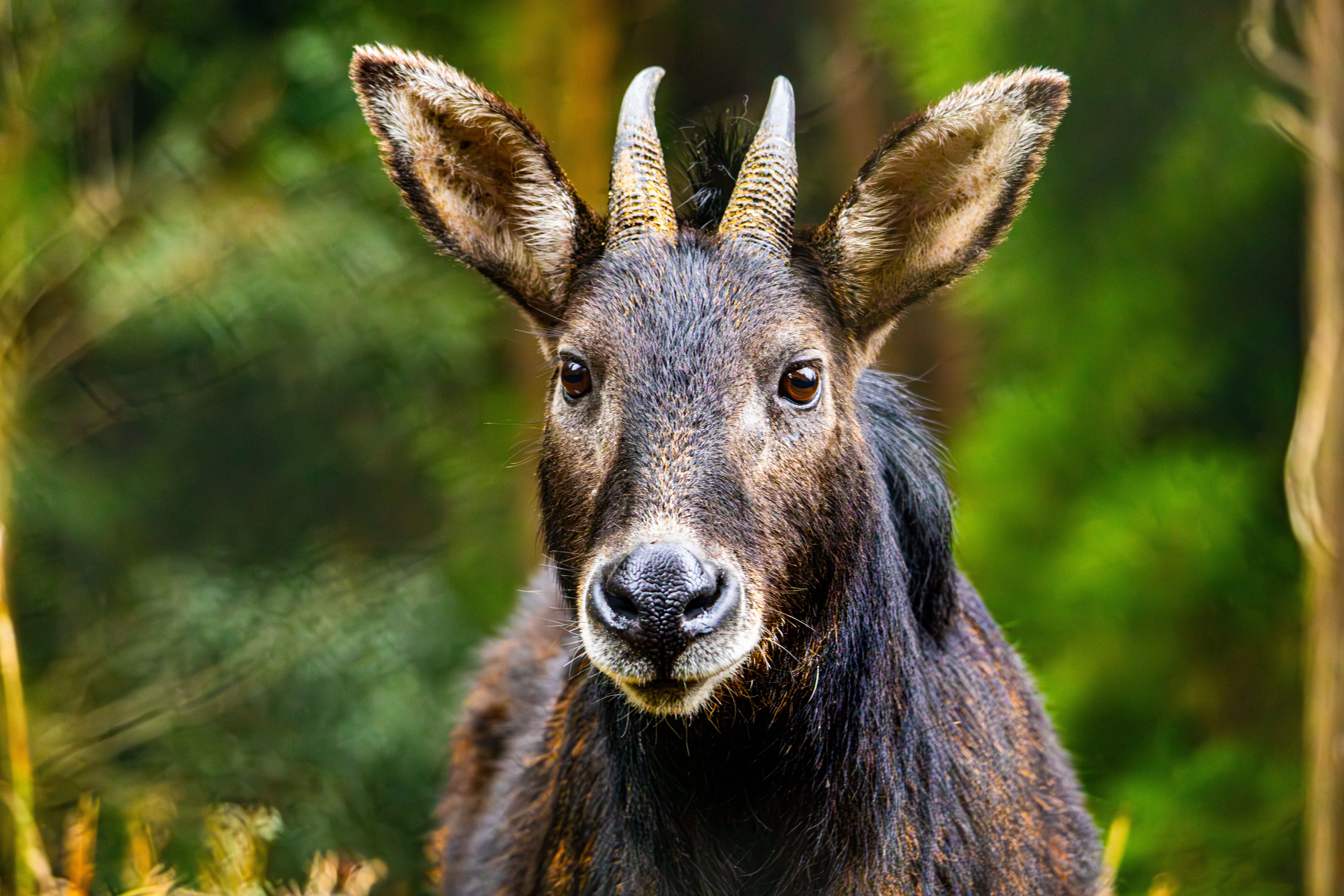 Himalayan Goral Photos, Download The BEST Free Himalayan Goral Stock ...