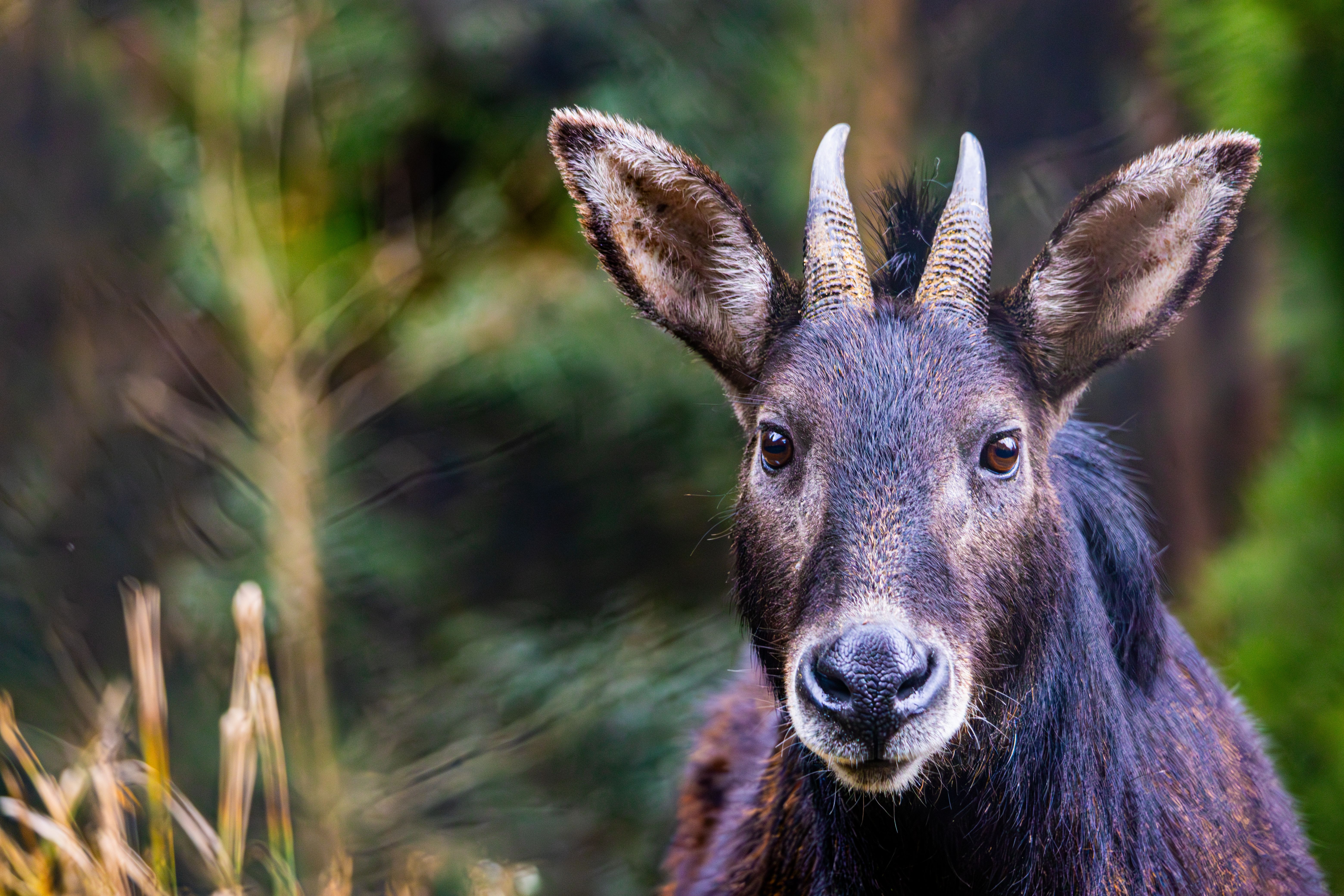 Close-up of Himalayan Takin in Gangtok Sikkim · Free Stock Photo