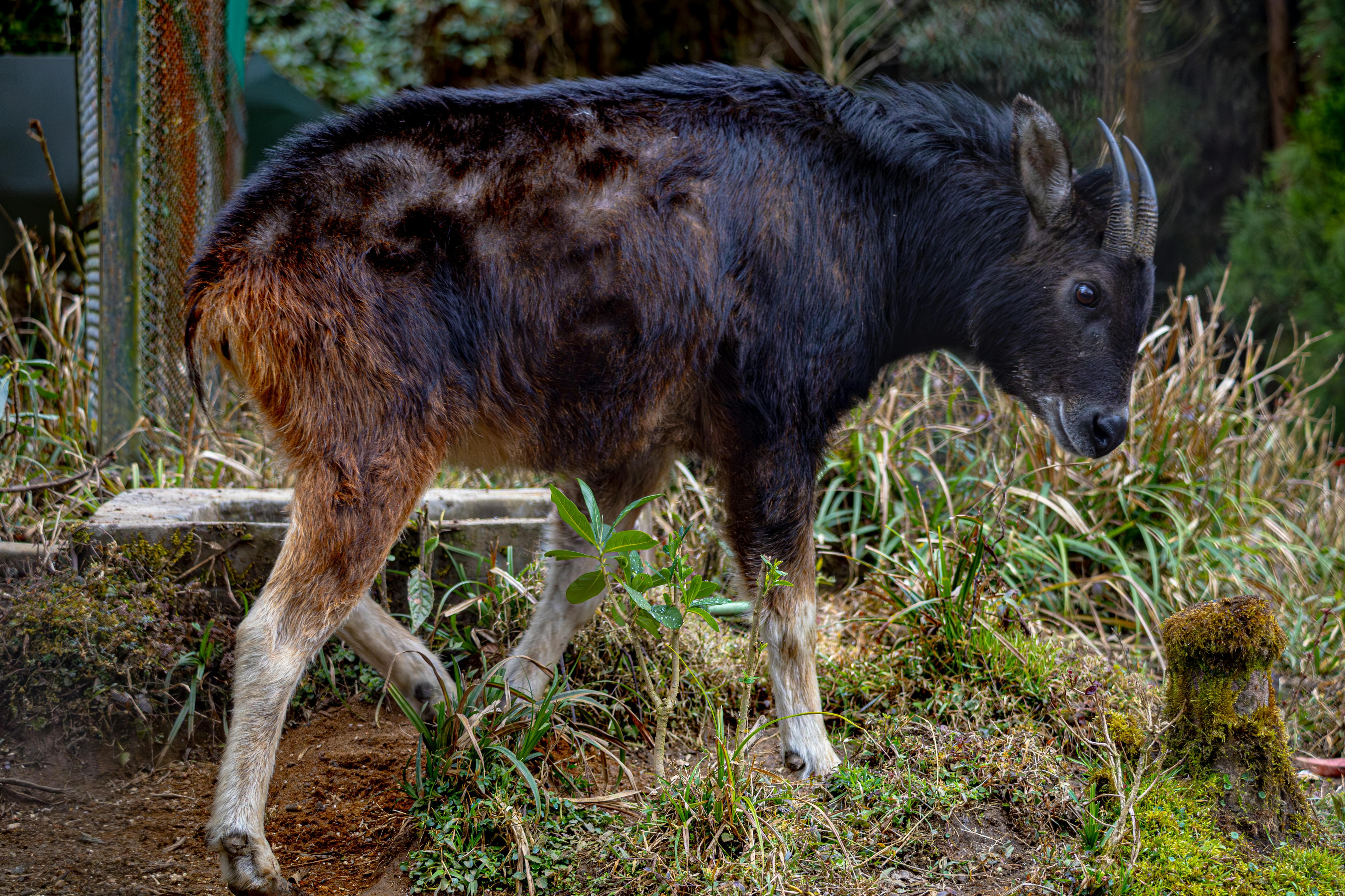 Himalayan Serow in Natural Habitat, Gangtok · Free Stock Photo