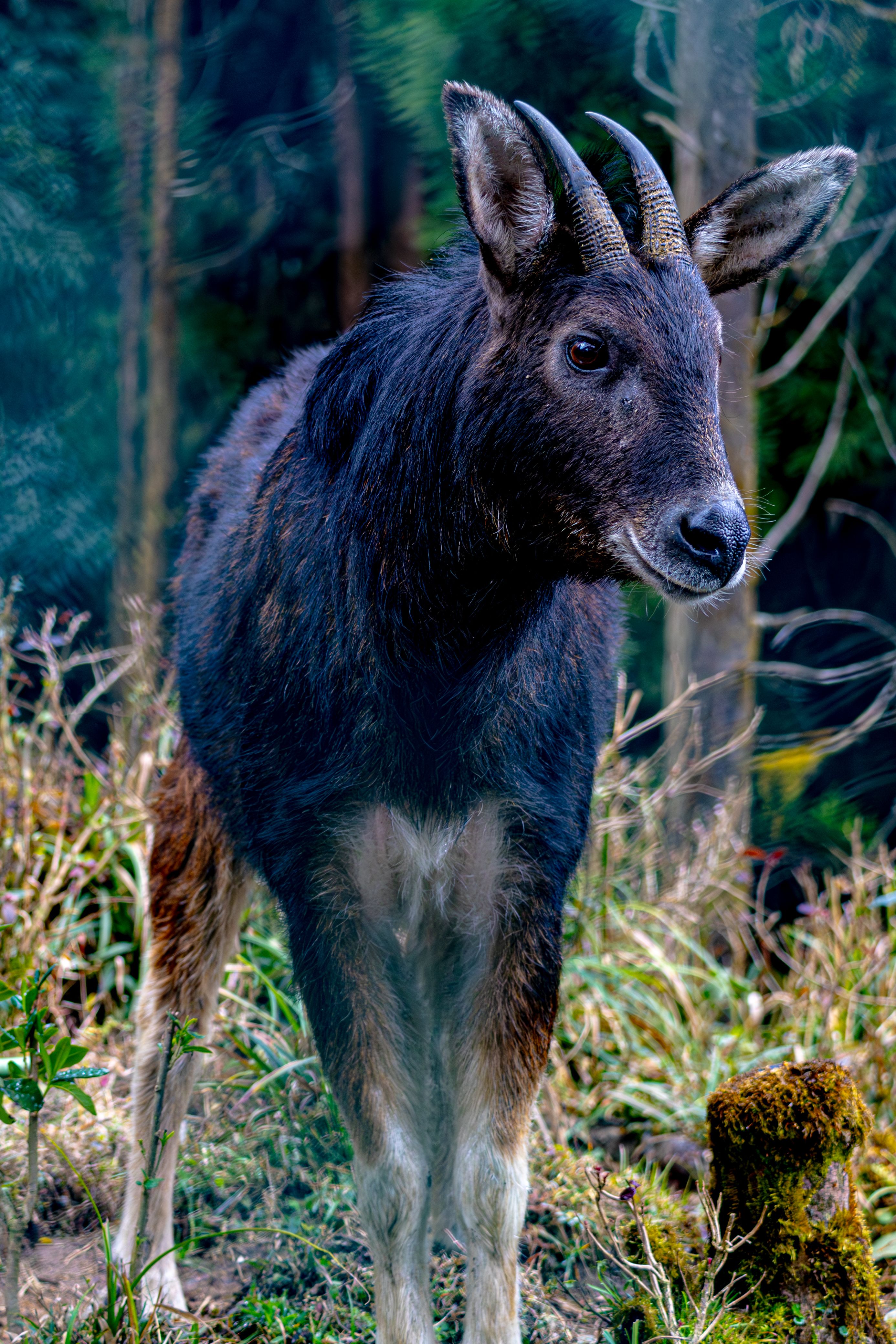 Himalayan Goral in Gangtok Forest Setting · Free Stock Photo