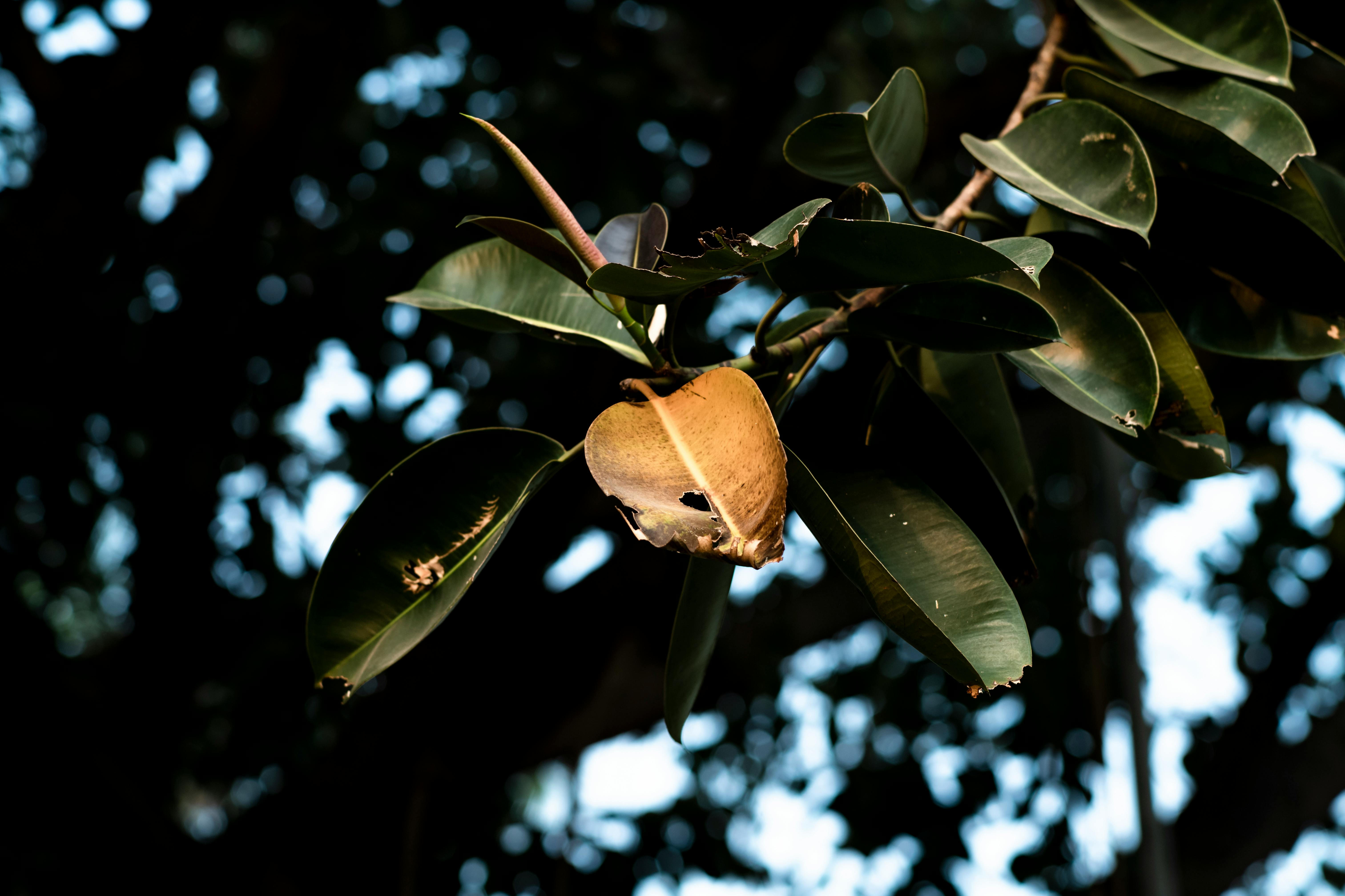 House Plants Ficus: Easy Care Tips for Happy Growth