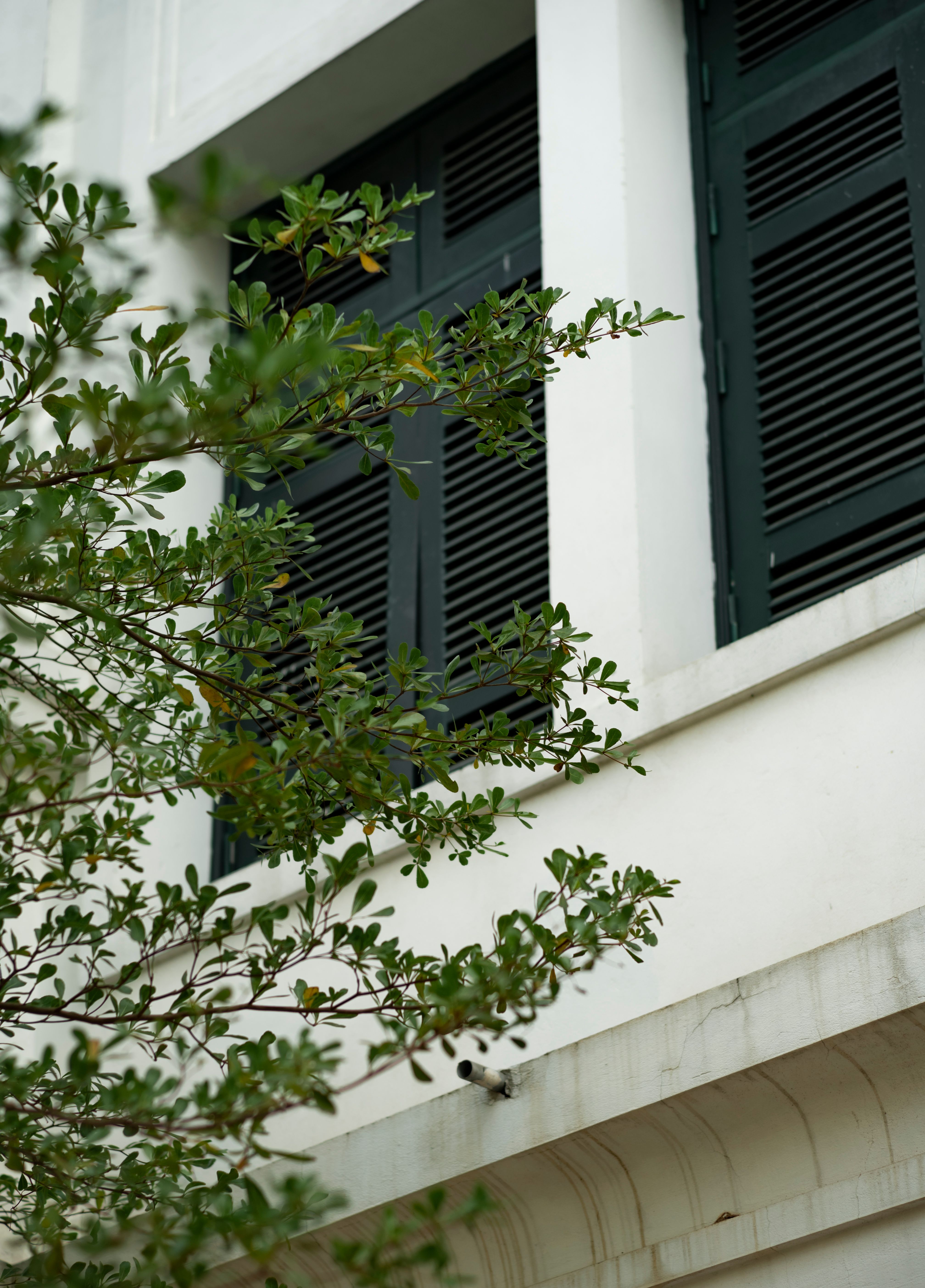 Lush Greenery Next to Dark Shuttered Windows · Free Stock Photo