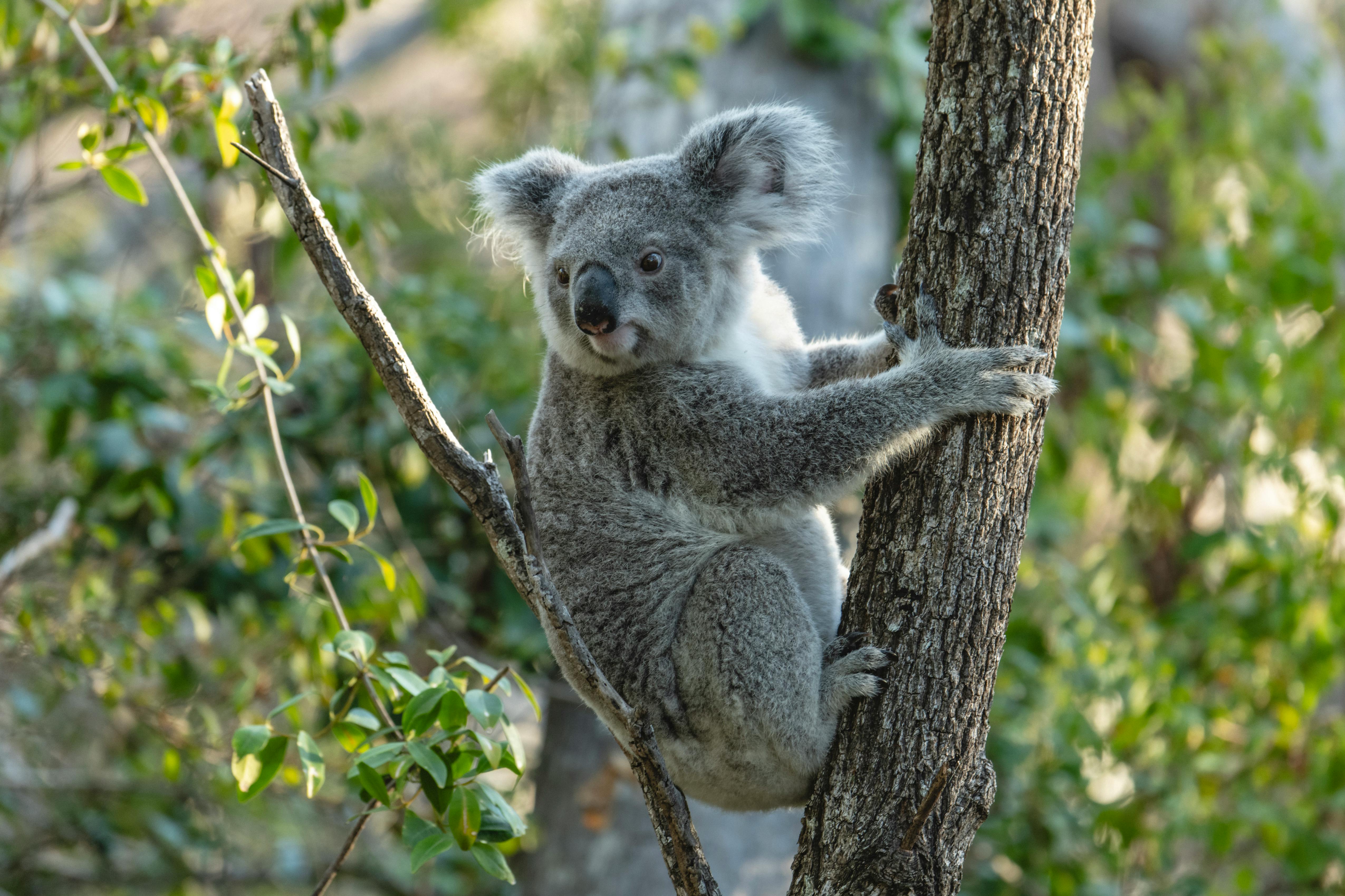Adorable Koala Climbing Tree in Australian Wilderness · Free Stock Photo