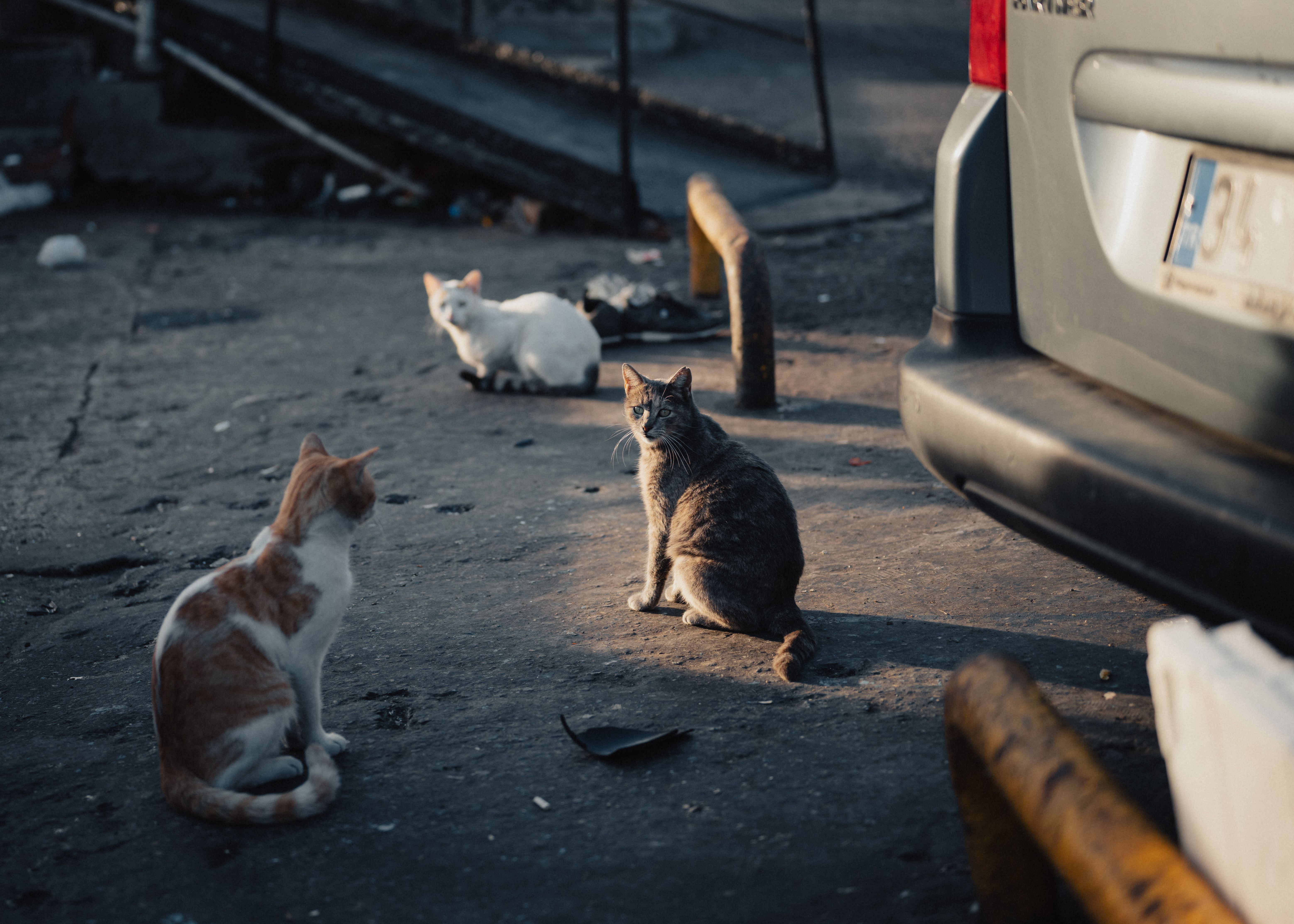 Street Cats in Istanbul at Dusk · Free Stock Photo