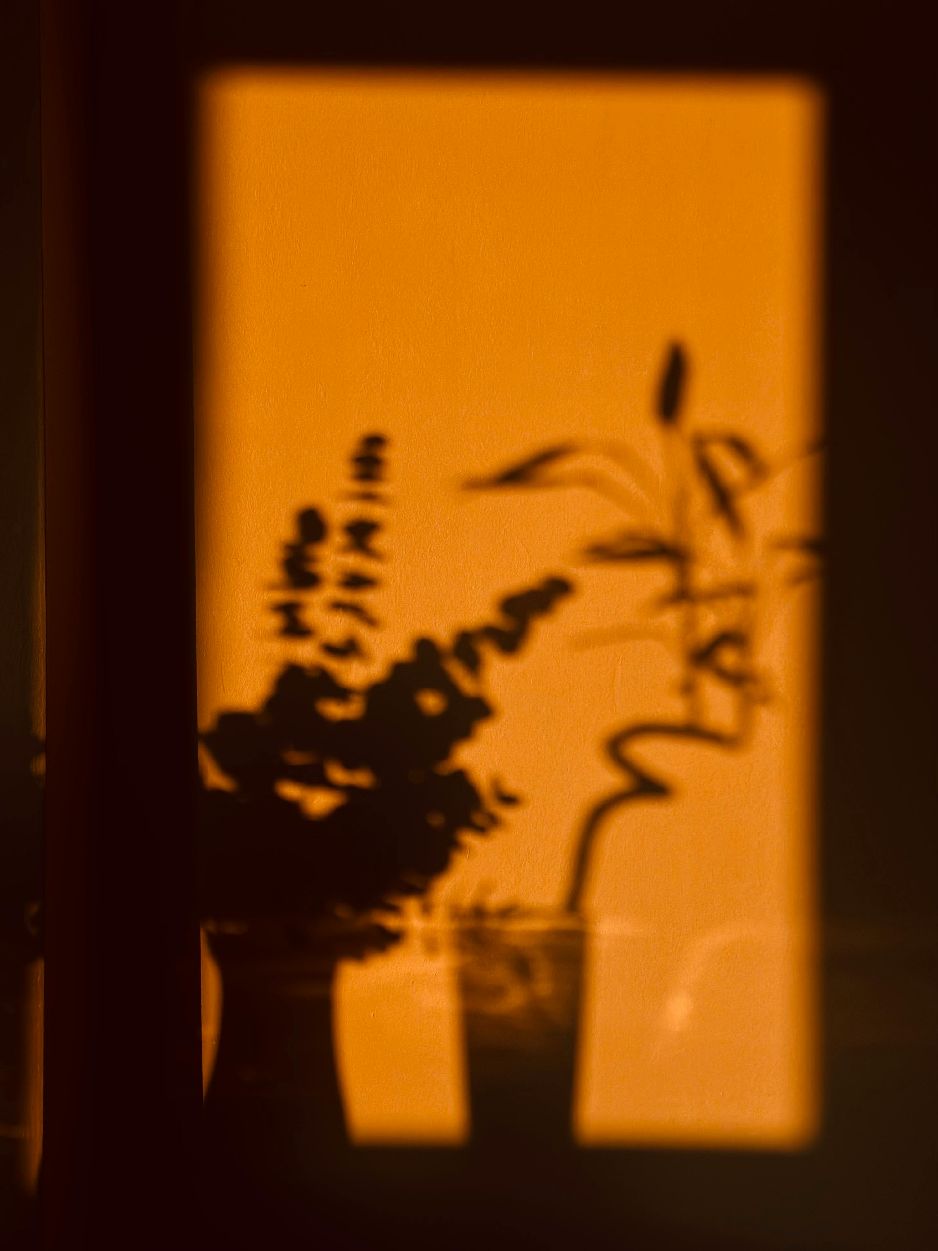 Artistic Shadow Play of Indoor Plants · Free Stock Photo