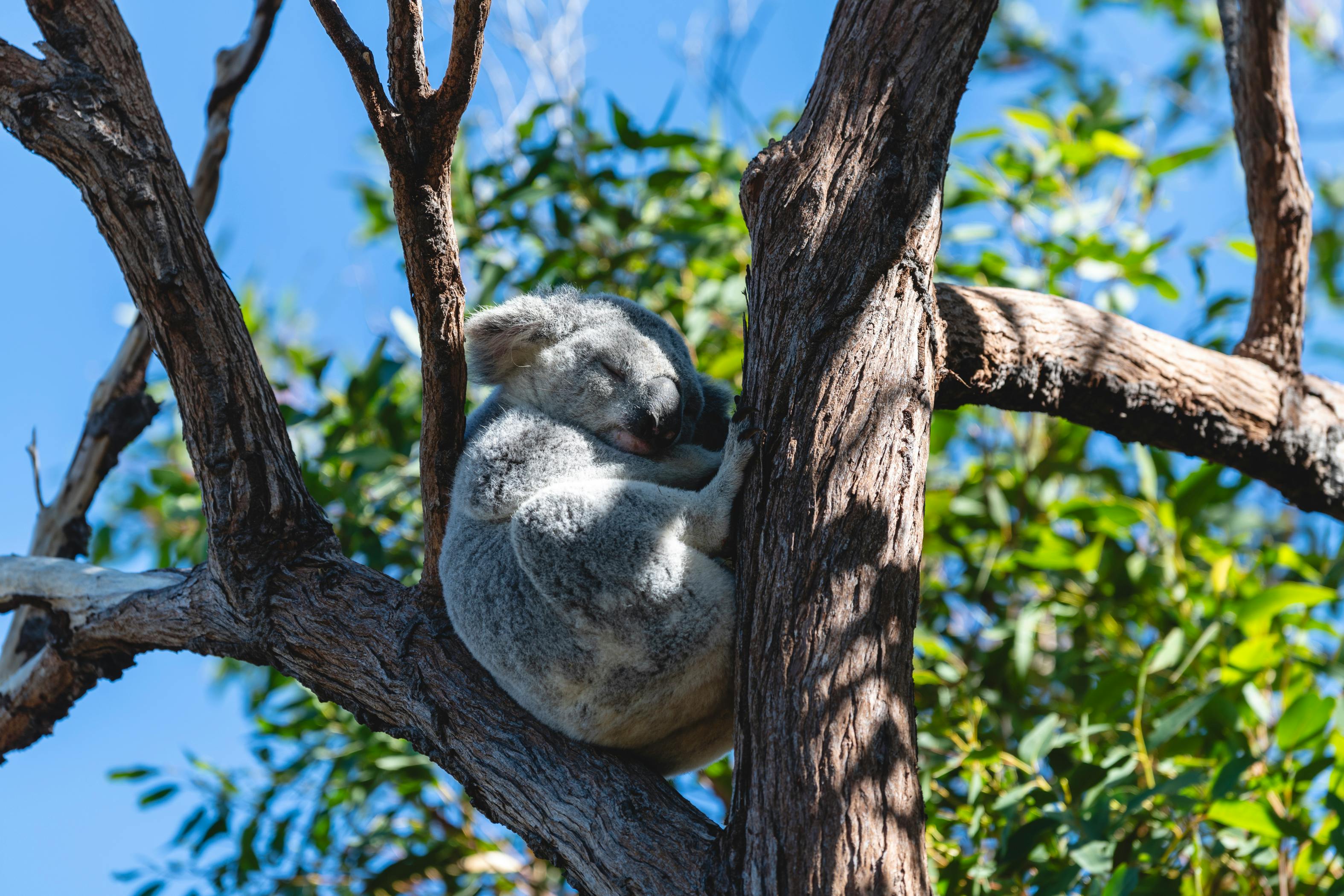 Peaceful Koala Resting in a Tree · Free Stock Photo