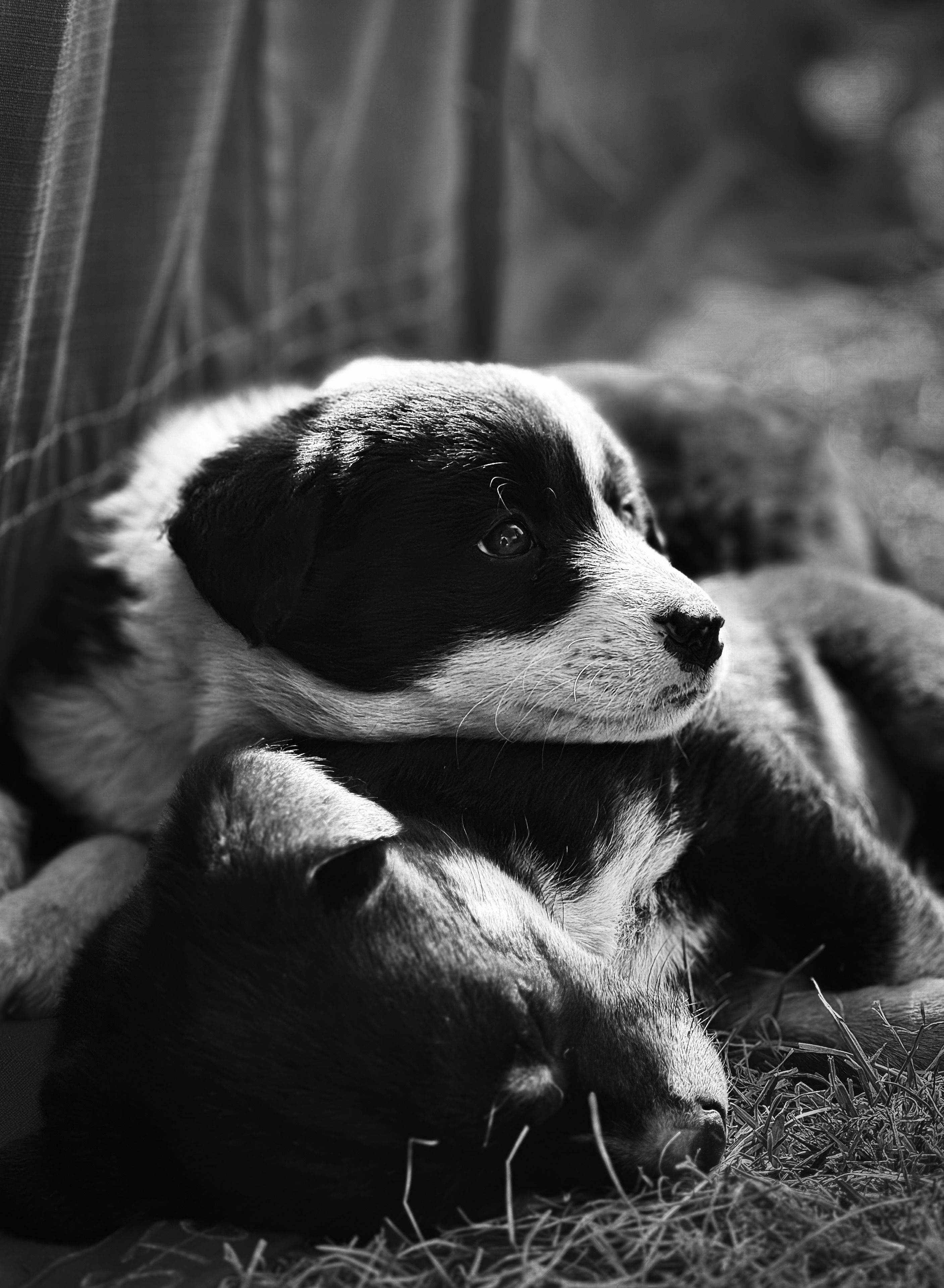 Snuggling Puppies Photos, Download The BEST Free Snuggling Puppies ...
