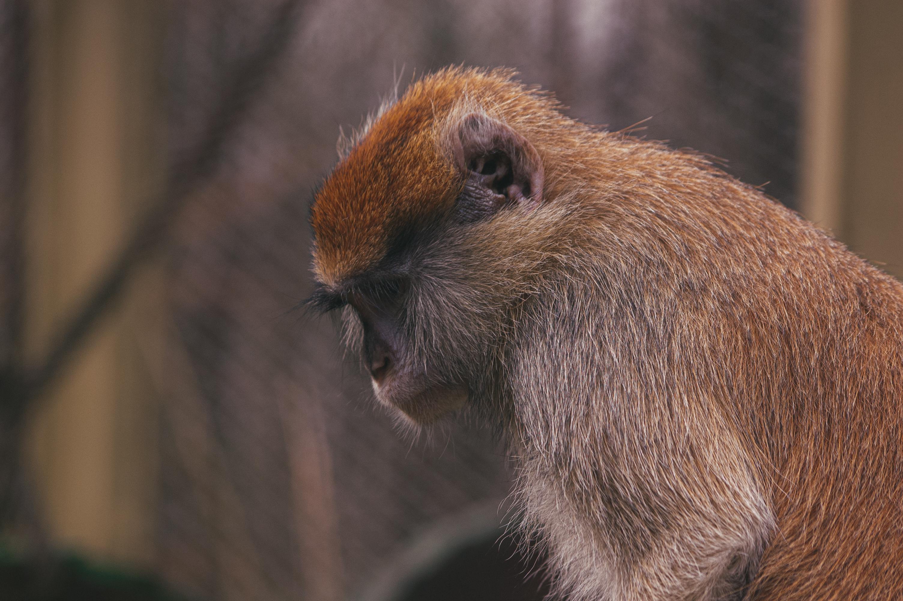 Side Profile of a Contemplative Monkey · Free Stock Photo