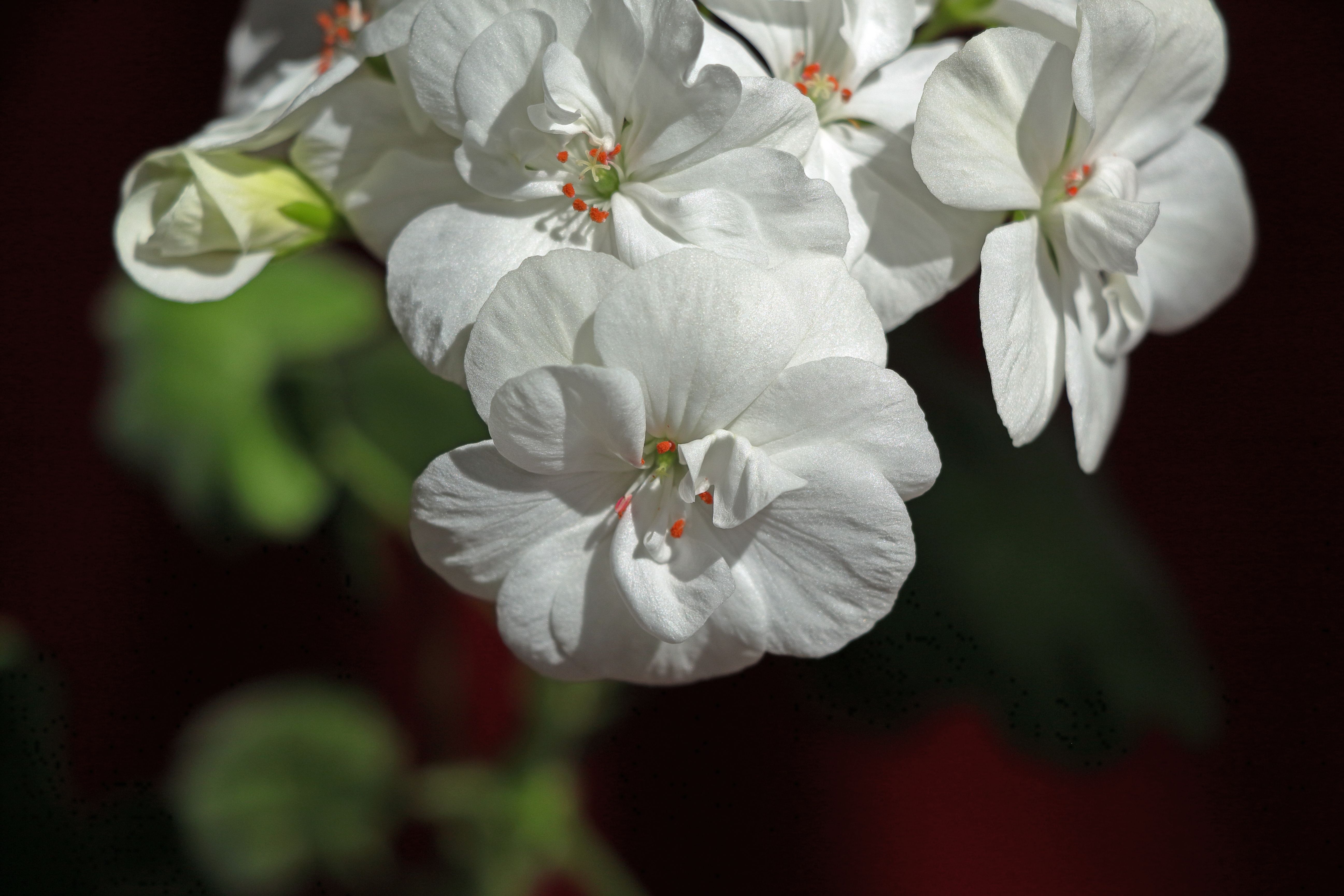 Close-Up of White Geranium Flowers in Bloom · Free Stock Photo
