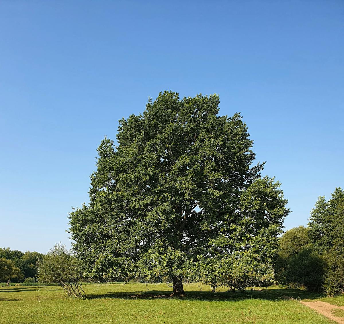 Oak Tree Photos, Download The BEST Free Oak Tree Stock Photos & HD Images